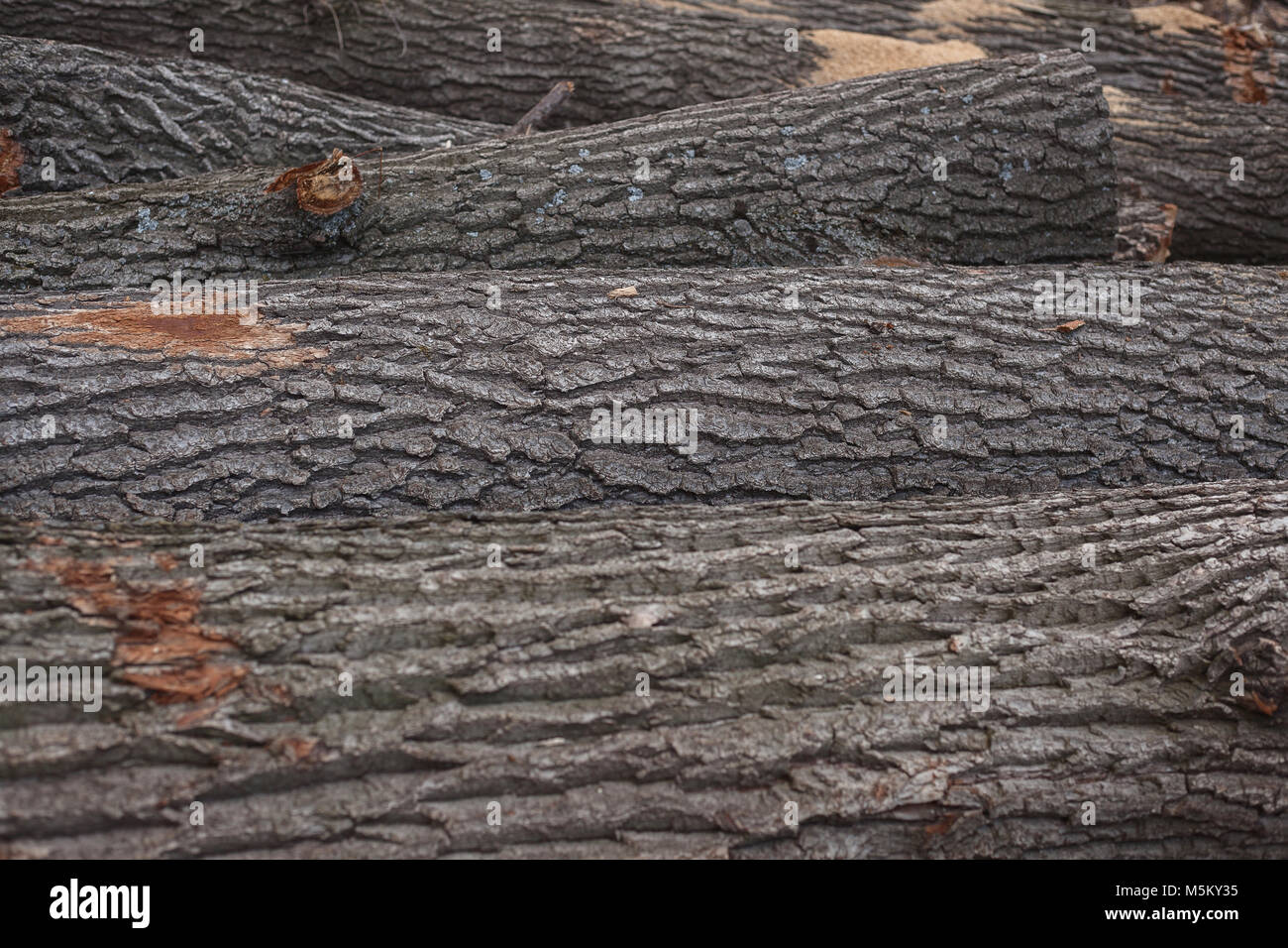 Illegal felling of trees in the forest. Ecology Stock Photo - Alamy
