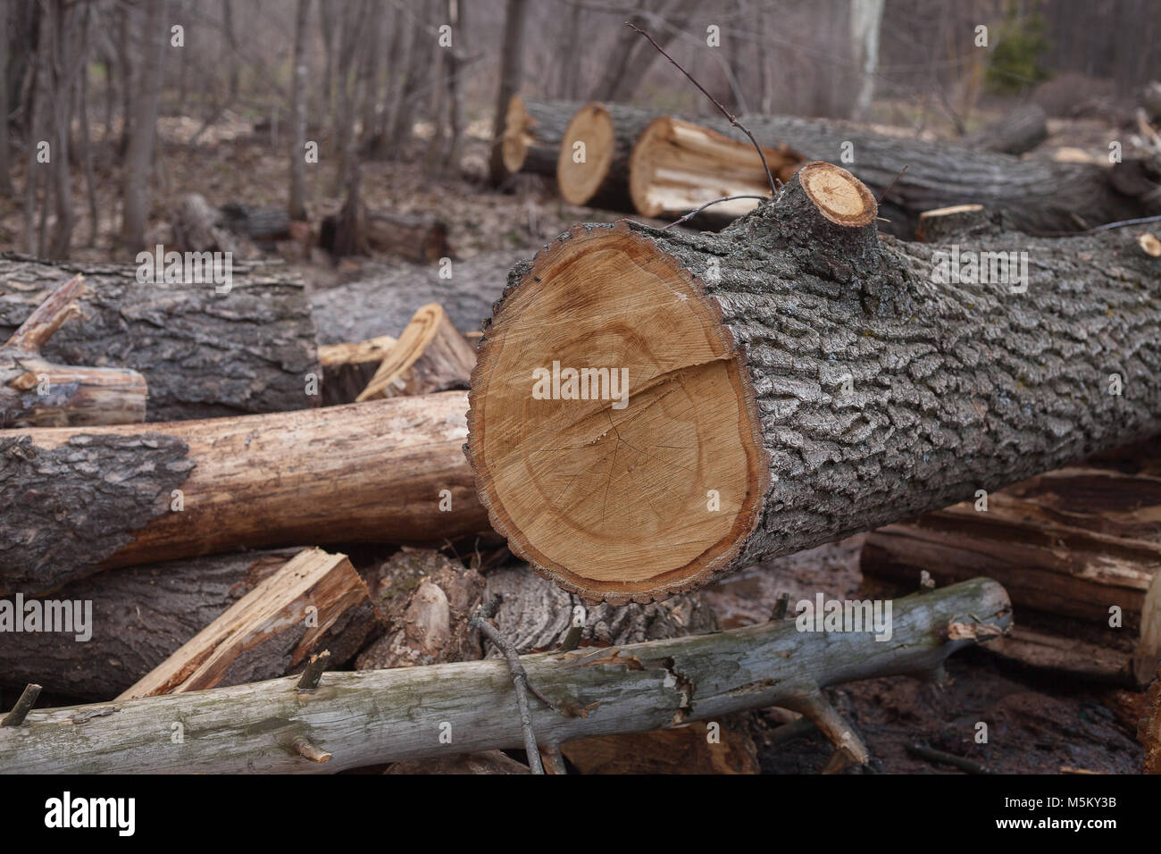 Illegal felling of trees in the forest. Ecology Stock Photo - Alamy