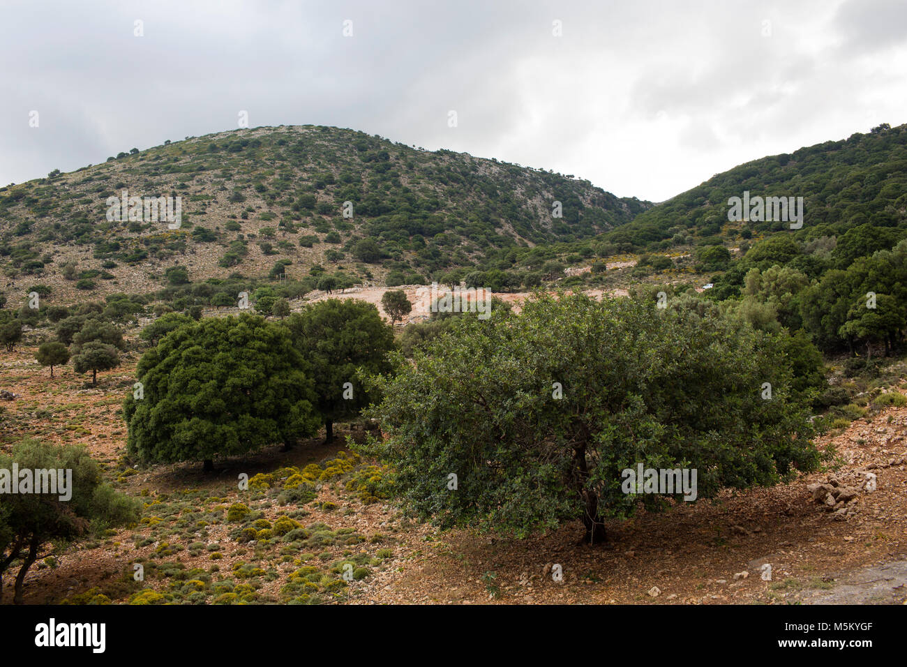 Typical landshaft of Crete, Greece: mountains, stones, olive trees ...