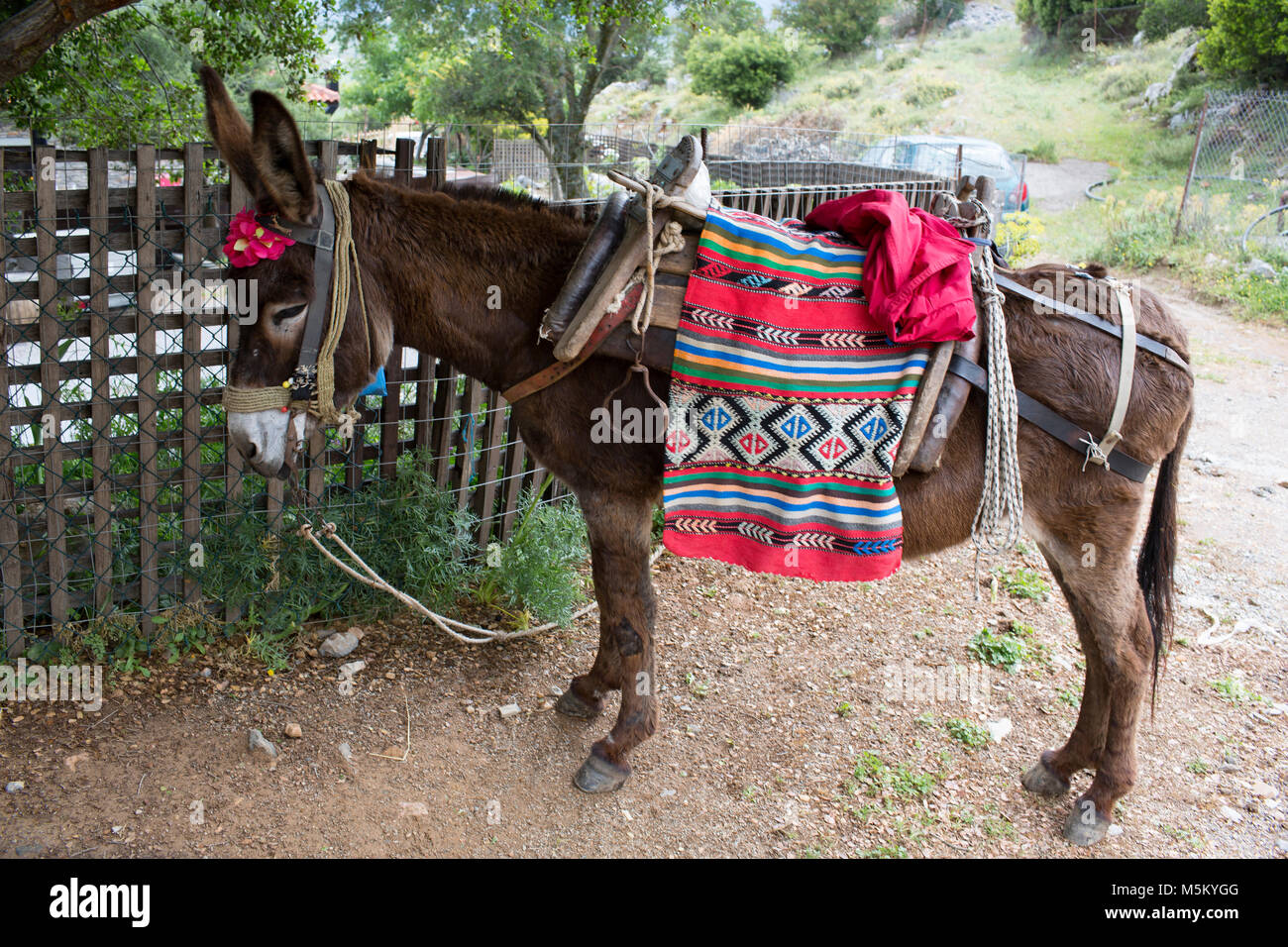 A decorated donkey to transport tourists to the mountains on the island ...