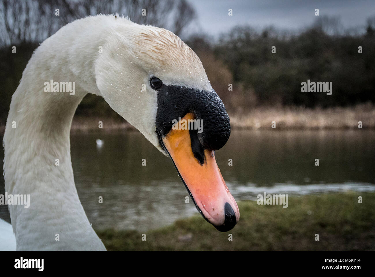 Alamy bird photographs hi-res stock photography and images - Alamy