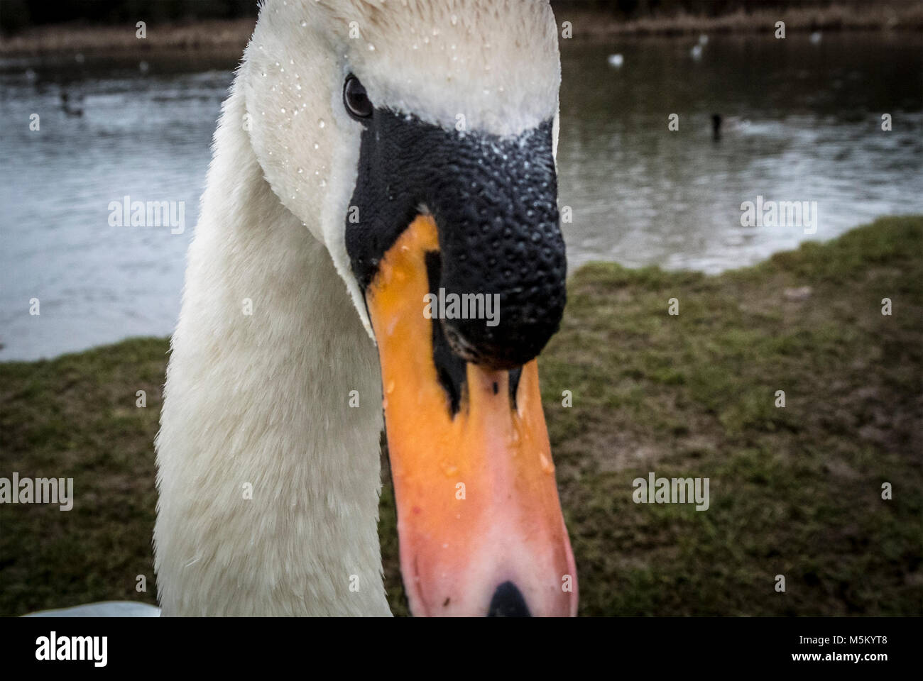 Alamy bird photographs hi-res stock photography and images - Alamy