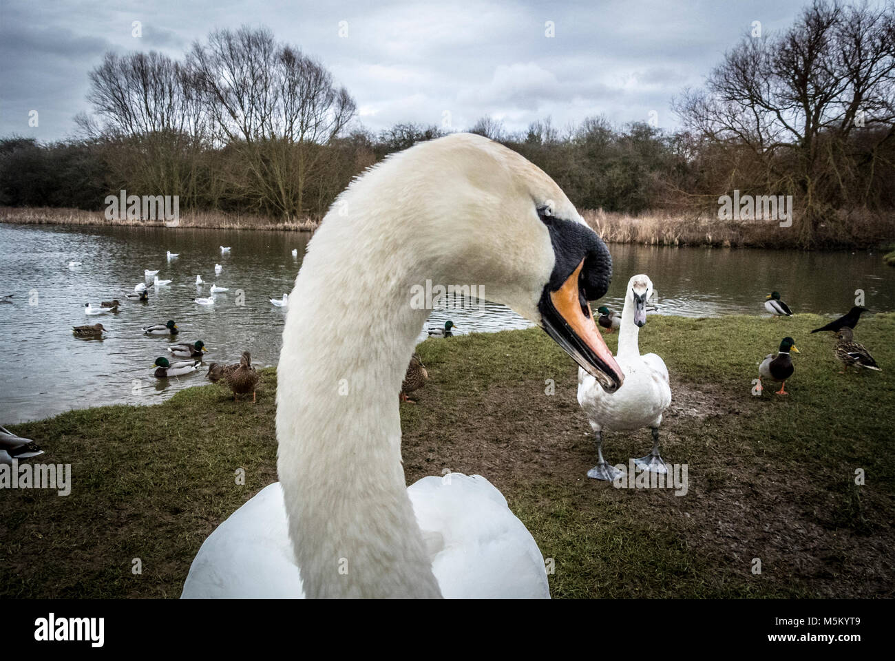 Alamy bird photographs hi-res stock photography and images - Alamy