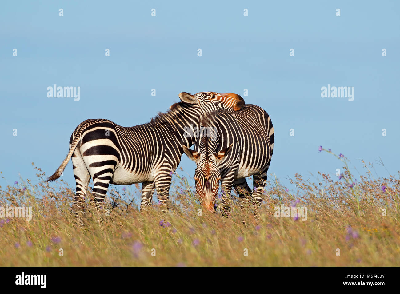 Cape mountain zebras (Equus zebra) in grassland, Mountain Zebra ...