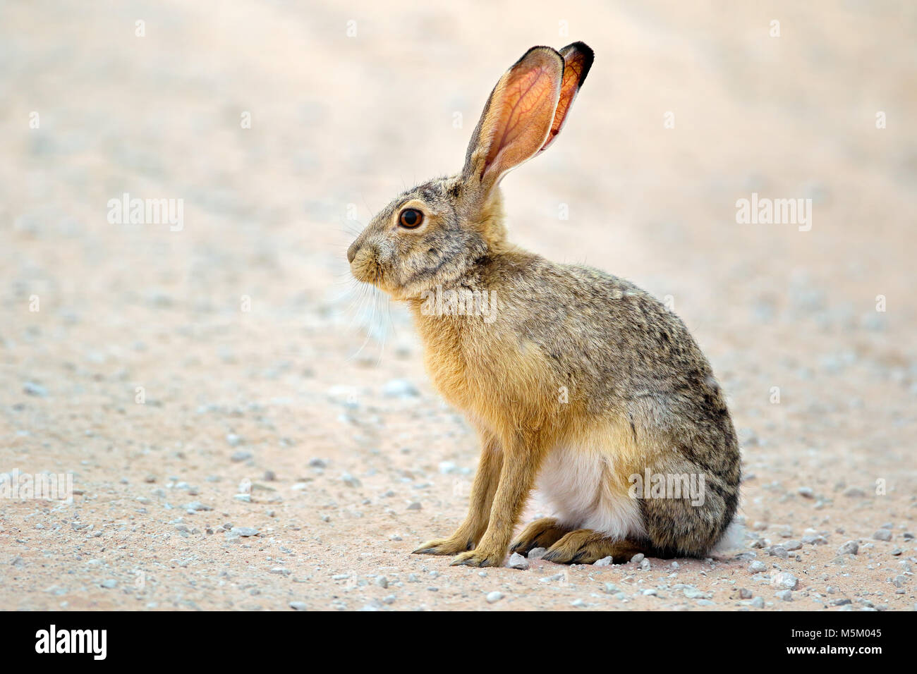 An alert scrub hare (Lepus saxatilis) sitting upright, South Africa ...