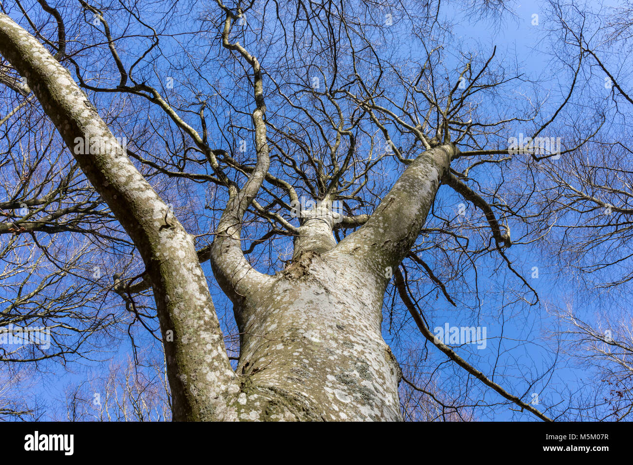 Beech denmark hi-res stock photography and images - Alamy