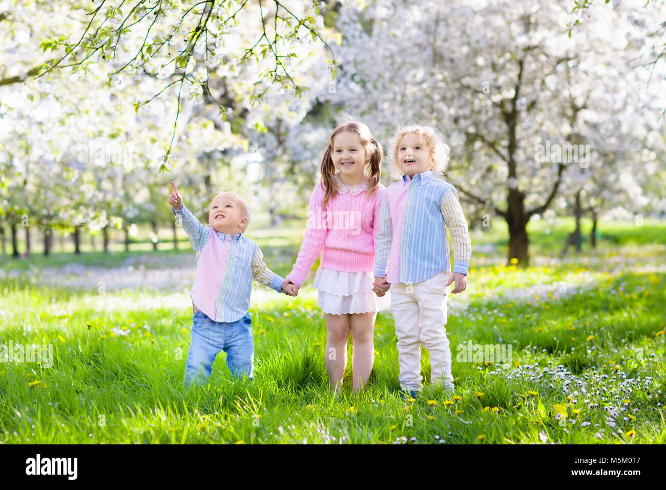 Kids playing in blooming cherry blossom garden. Little boy and girl ...