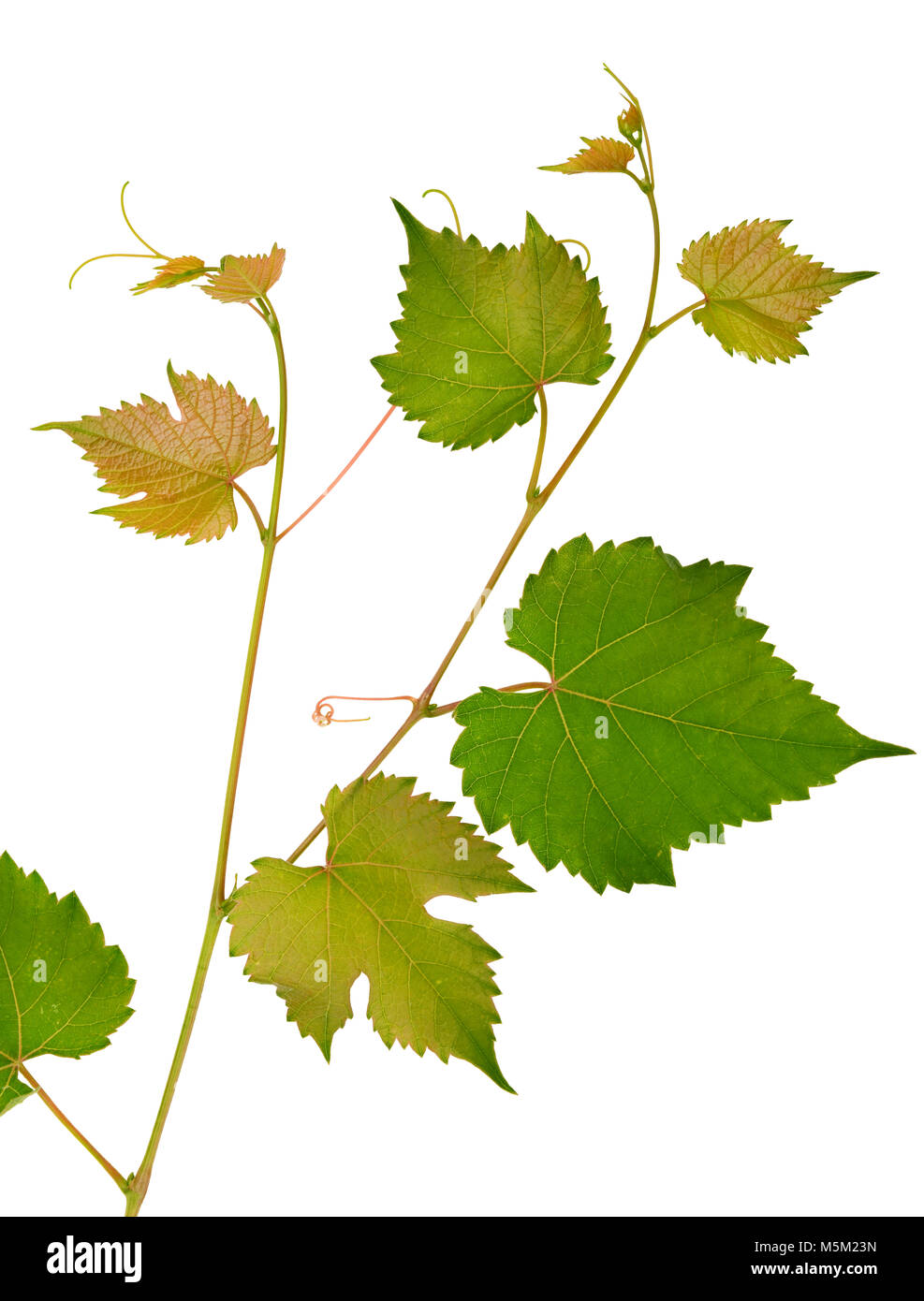 Curled leaf vines hi-res stock photography and images - Alamy