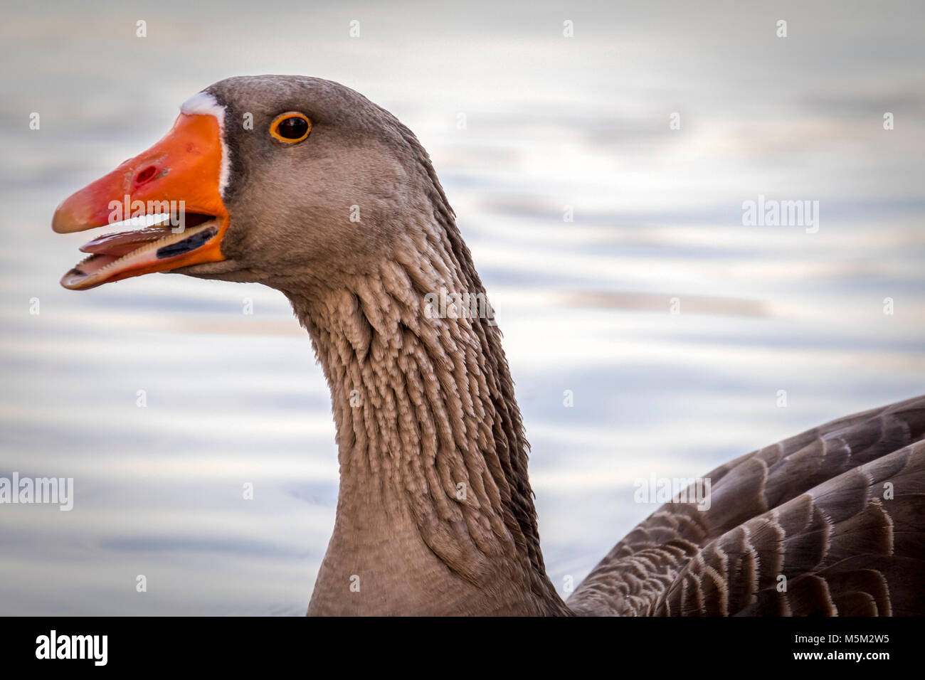 Portrait of a grey-lag goose Stock Photo - Alamy