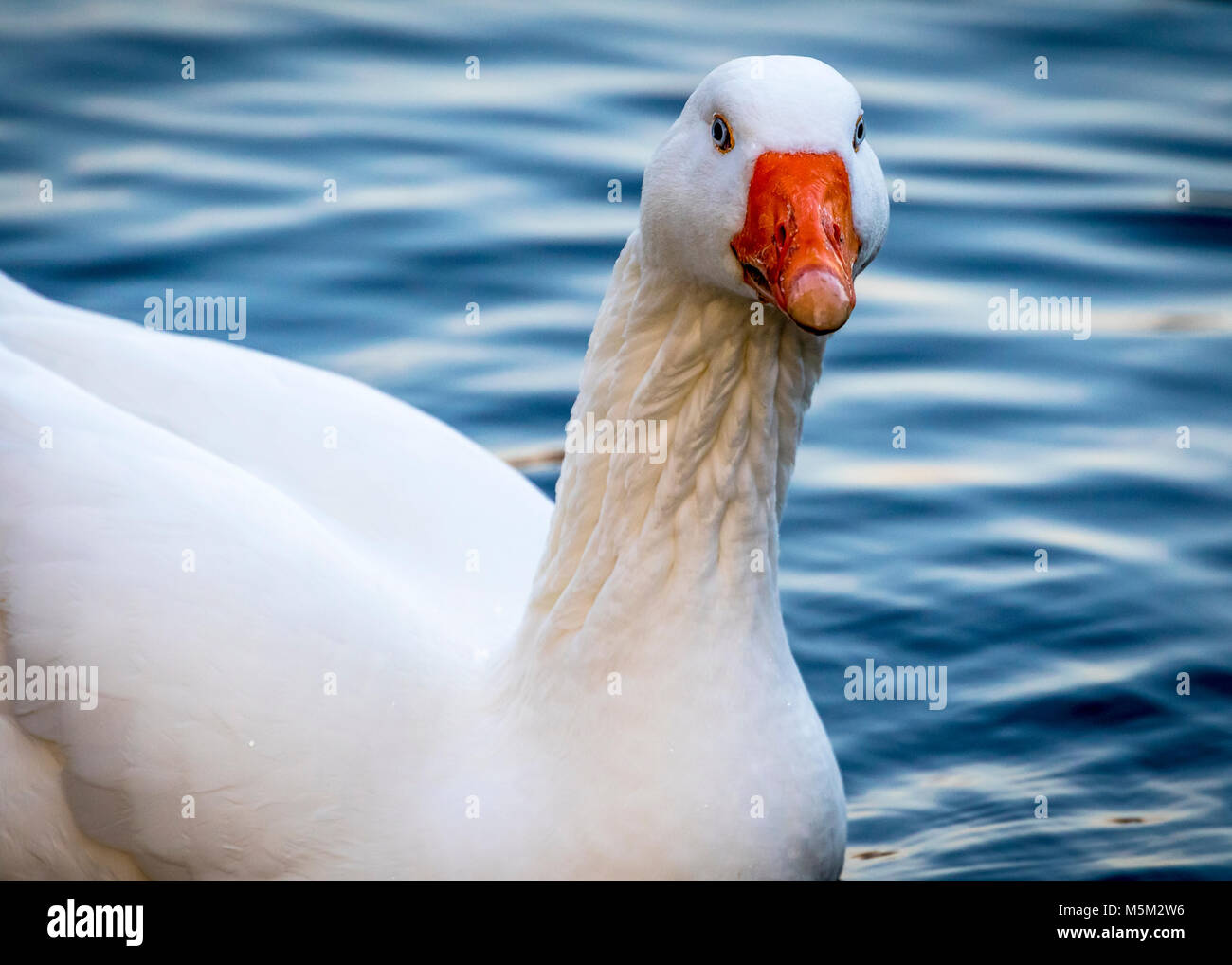 Grey lag geese hi-res stock photography and images - Alamy