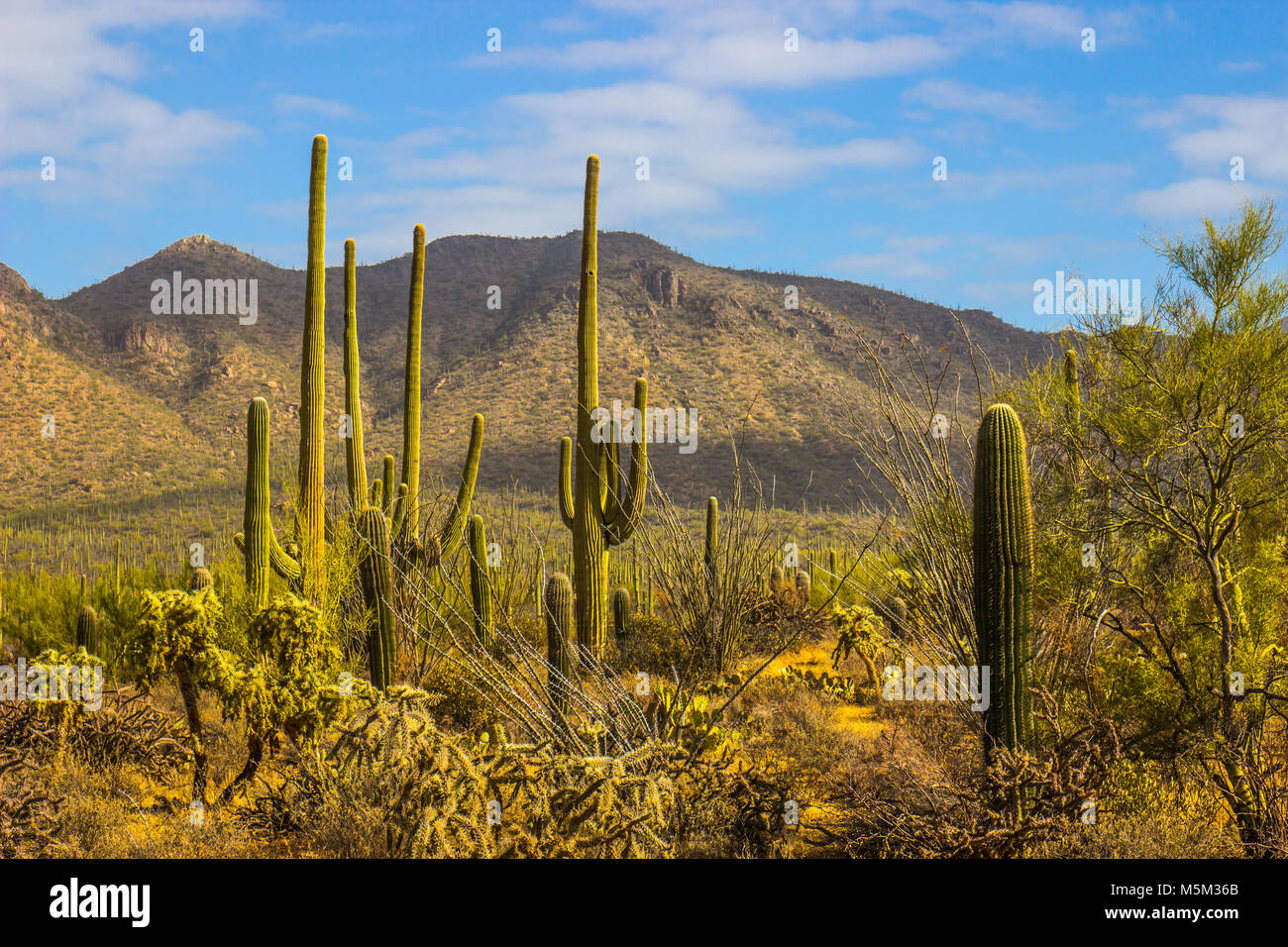Prickly pear cactus arizona hi-res stock photography and images - Alamy