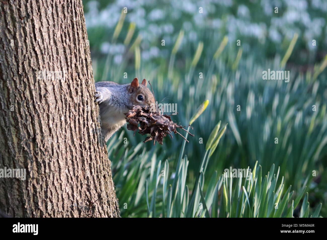 Drey squirrel hi-res stock photography and images - Alamy