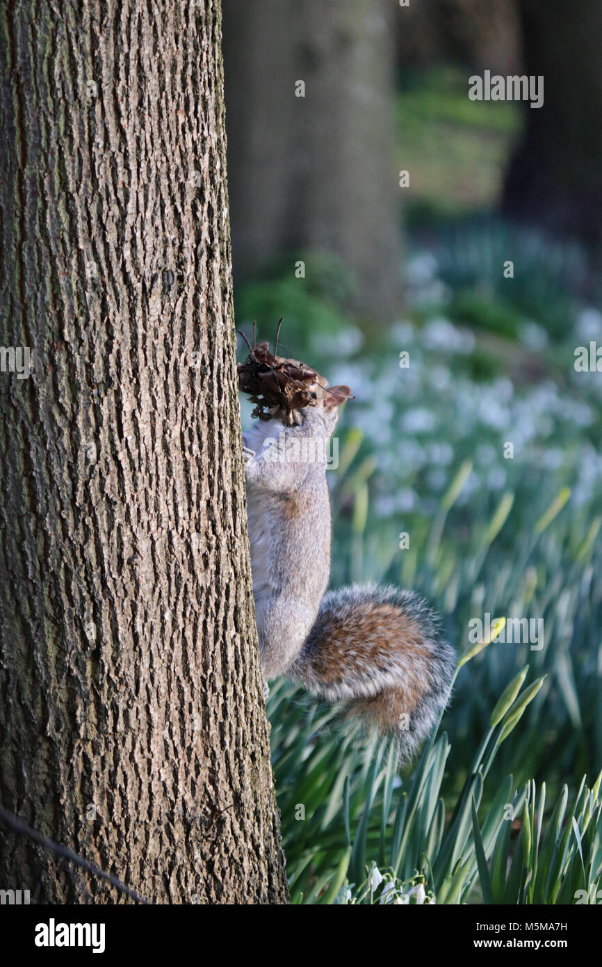 Drey squirrel hi-res stock photography and images - Alamy