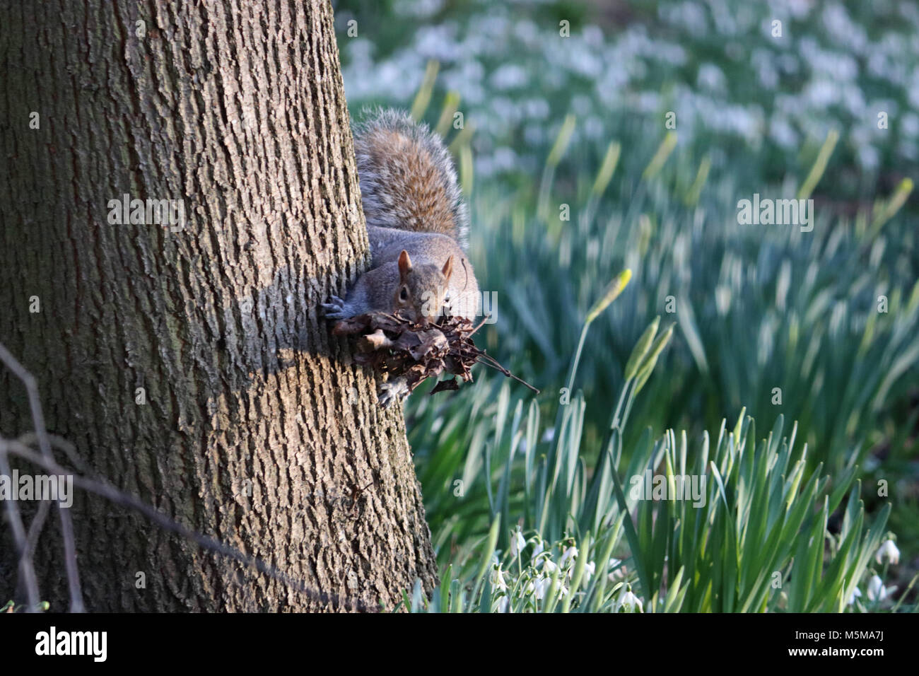 Drey squirrel hi-res stock photography and images - Alamy