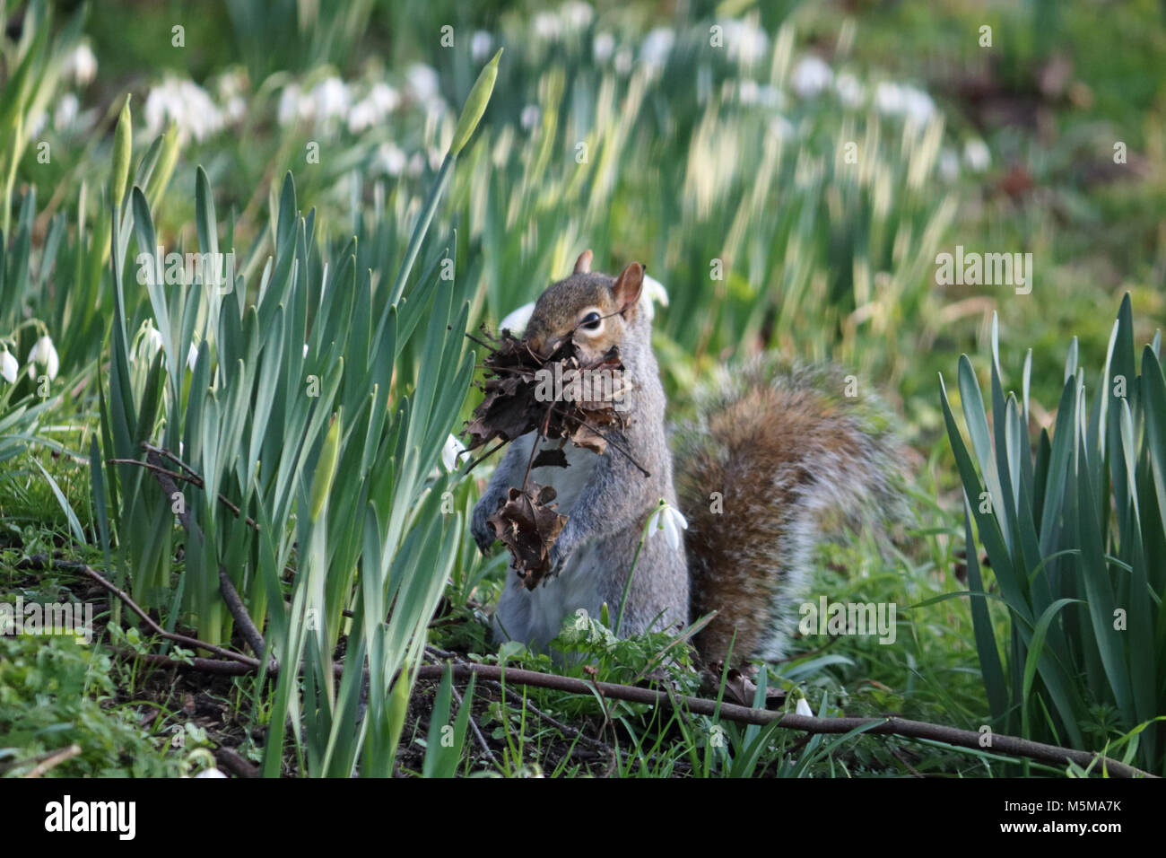 Drey squirrel hi-res stock photography and images - Alamy
