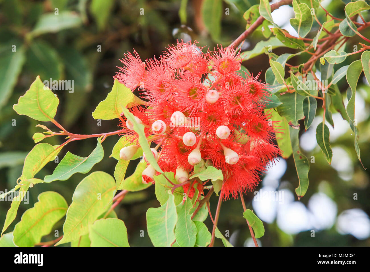 Adelaide, Australia. 25th February 2018. A red flowering gum tree in ...