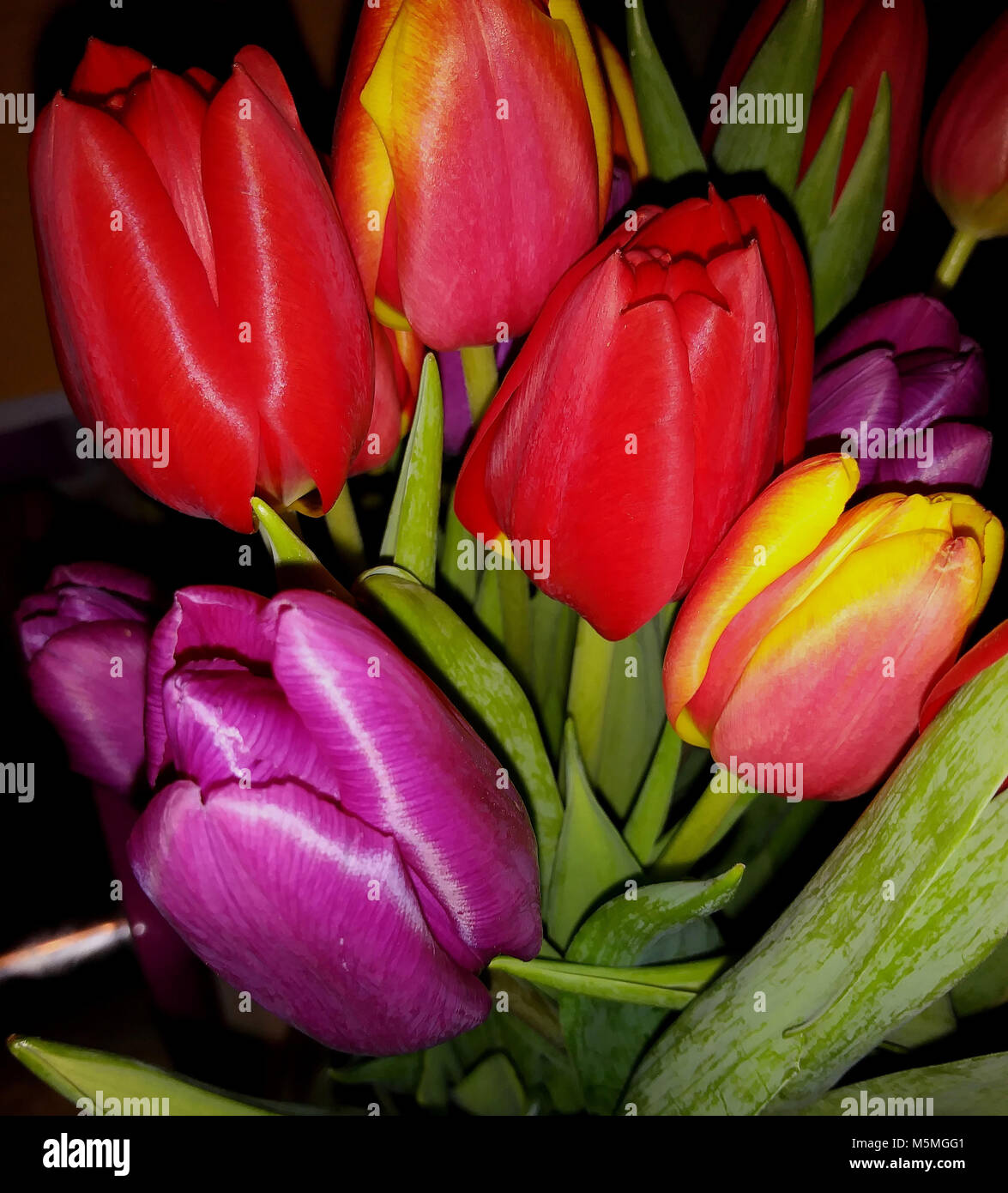 Multi Colored Tulips High Resolution Stock Photography and Images - Alamy