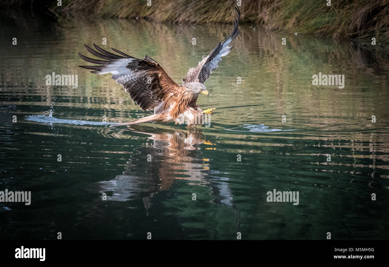 How to catch fish in a lake hi-res stock photography and images - Alamy
