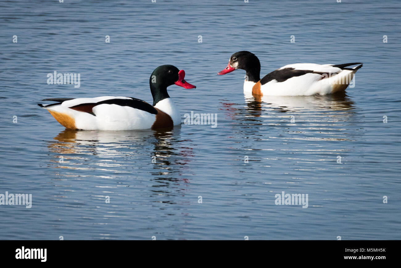 Pair of shellduck hi-res stock photography and images - Alamy