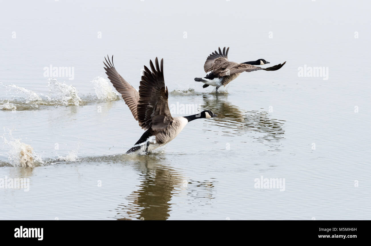 Pair of Canada Geese Taking Off Stock Photo - Alamy