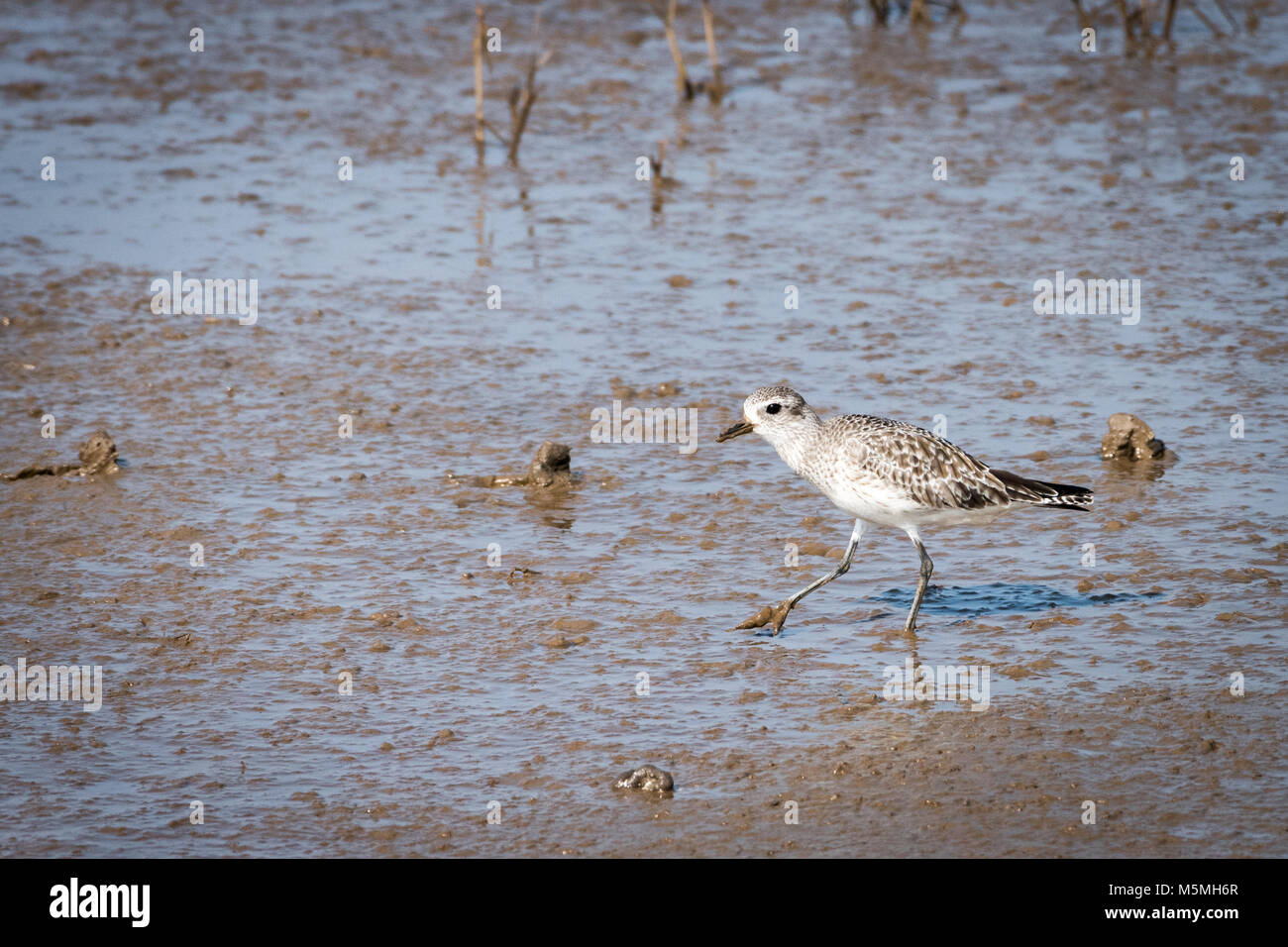 Grey Plover (Pluvialis squatarola) Wading through Mud Stock Photo - Alamy