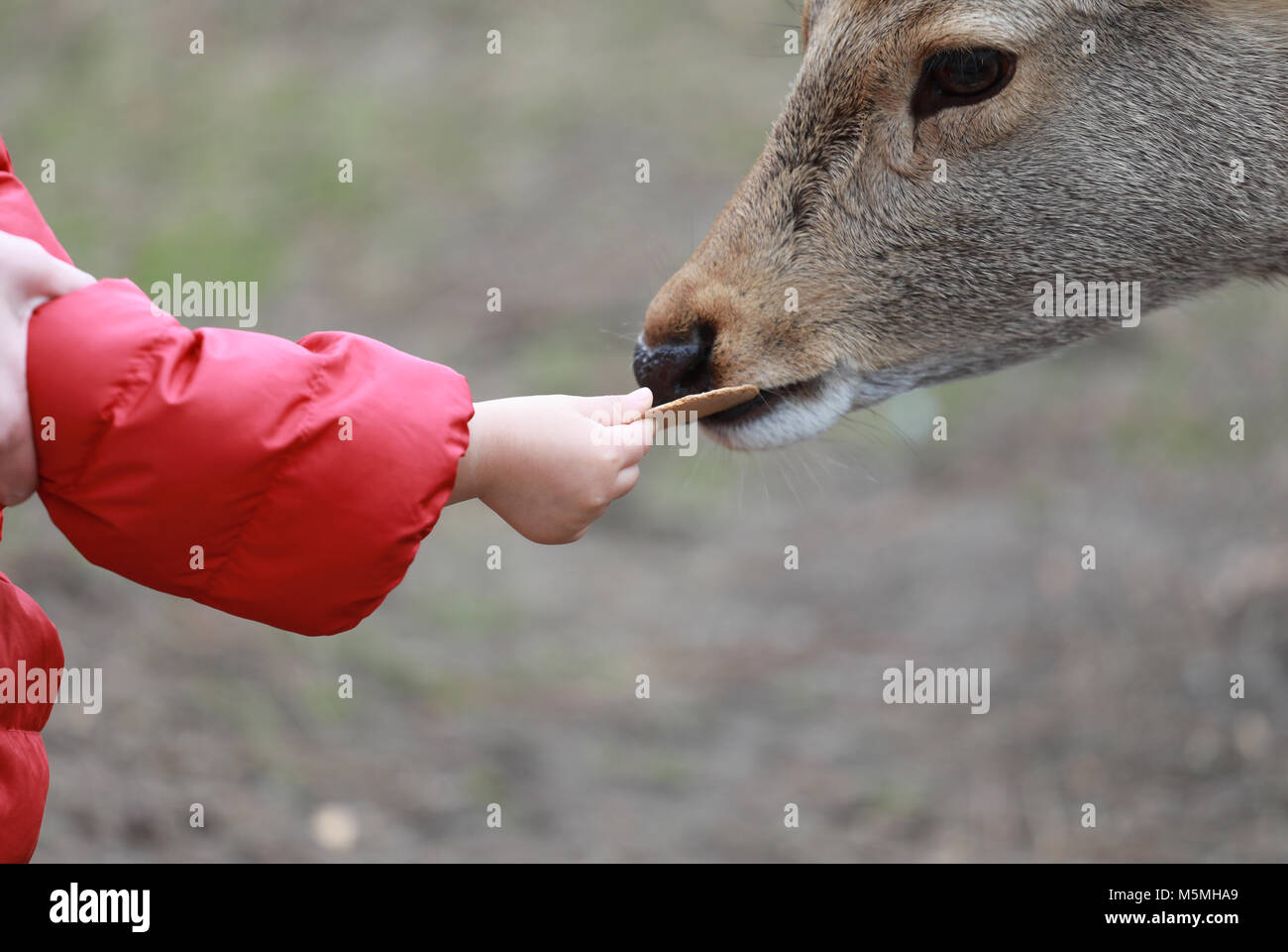 deer eating food from hand Stock Photo - Alamy
