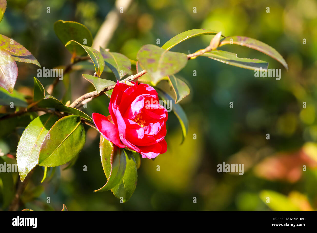 Japan rose in the garden Stock Photo - Alamy