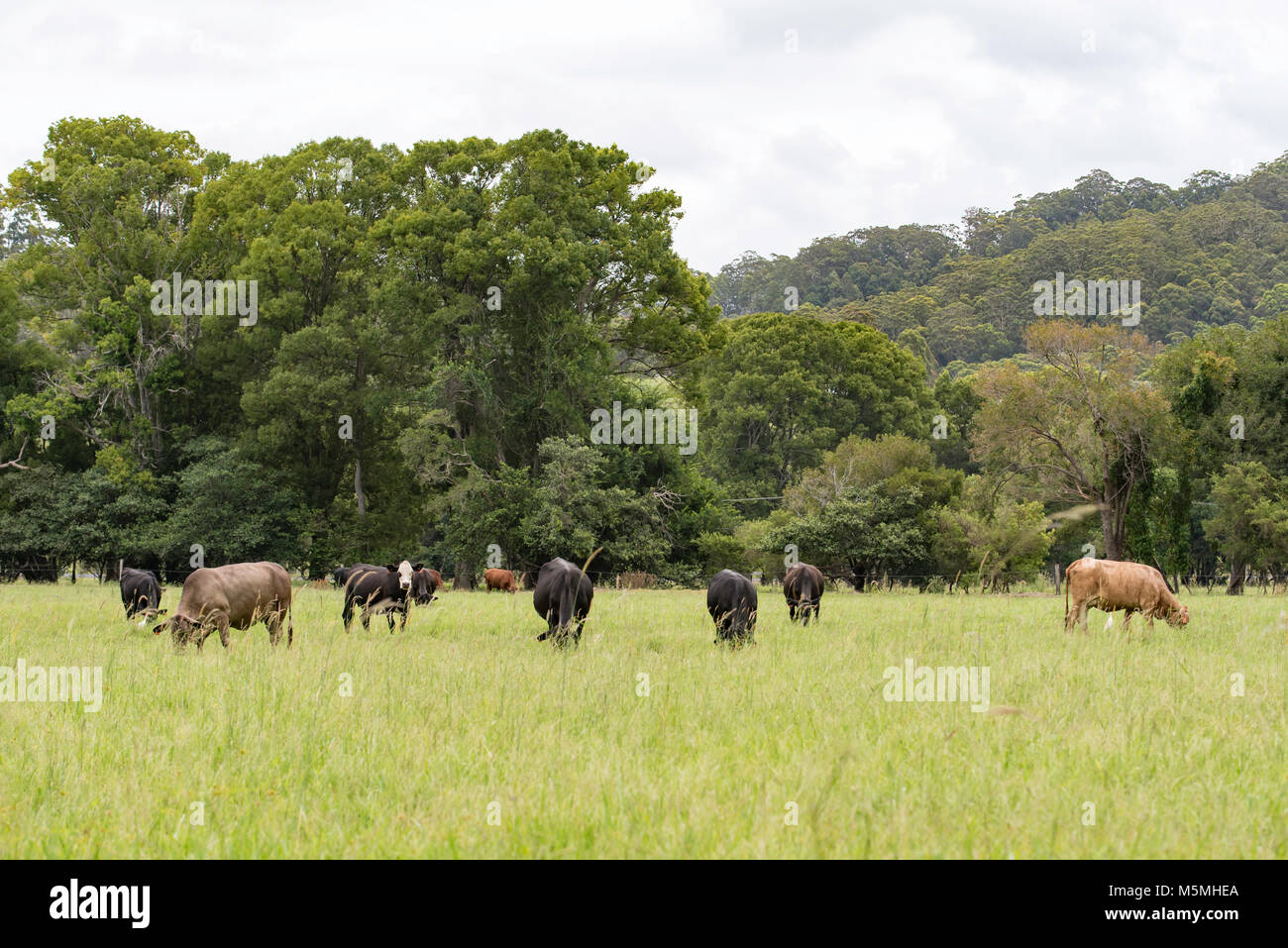 Beef cattle on a farm in northern NSW, Australia Stock Photo - Alamy