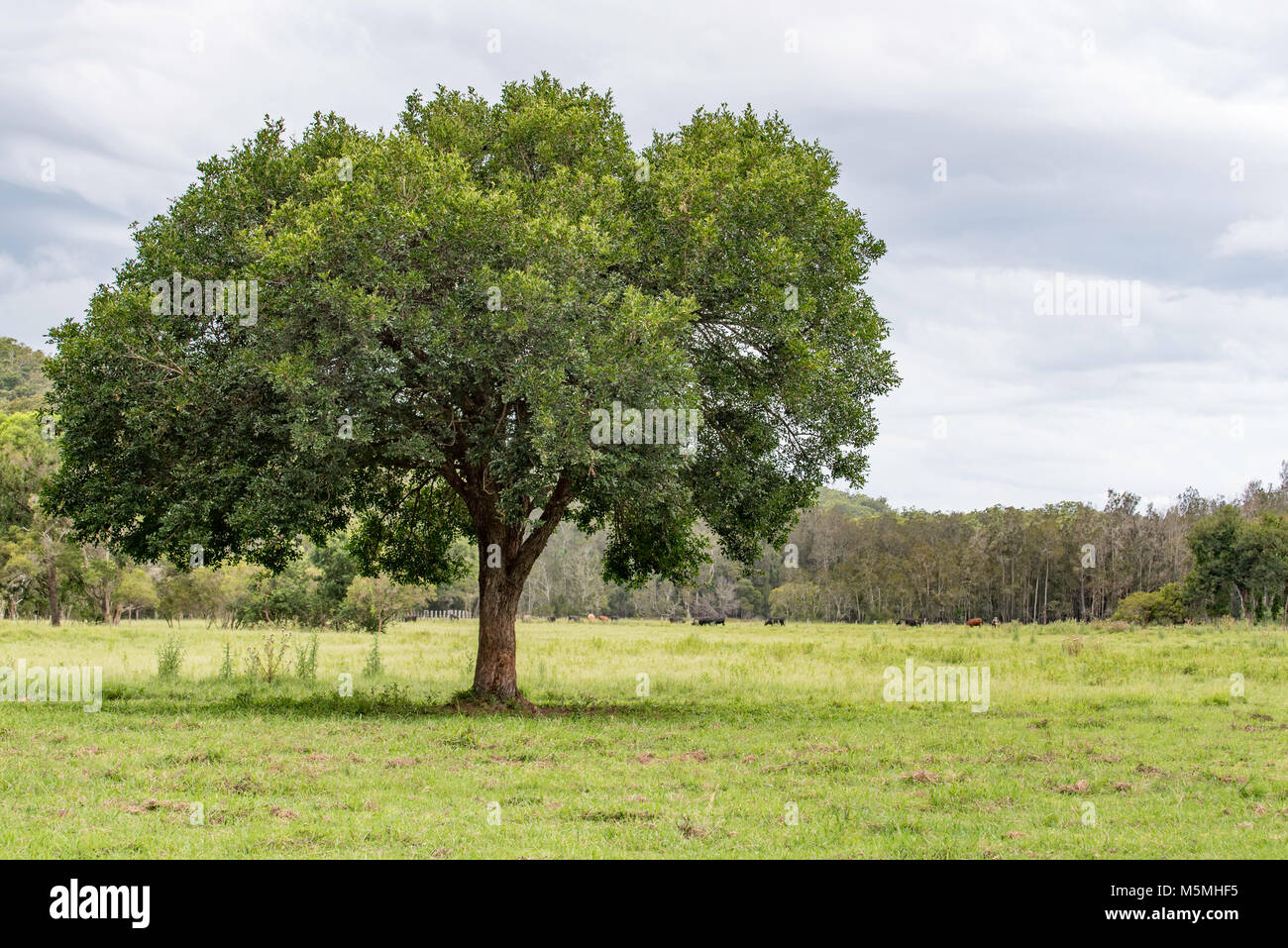 A Cheese Tree (Glochidion ferdinandi) Family: Euphorbiaceae, on a beef ...