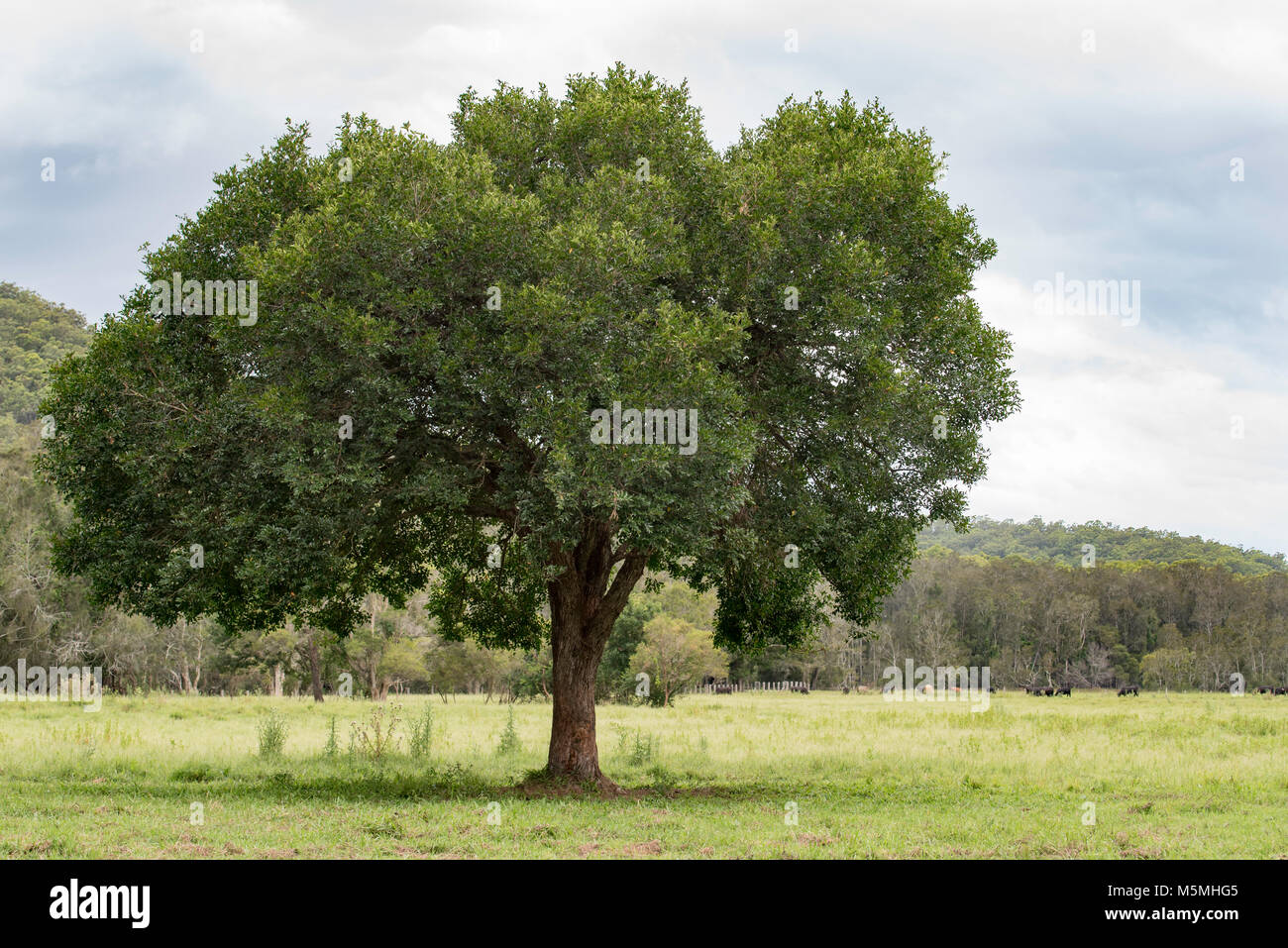 A Cheese Tree (Glochidion ferdinandi) Family: Euphorbiaceae, on a beef ...