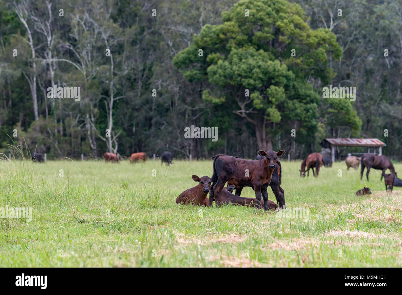 Beef cattle on a farm in northern NSW, Australia Stock Photo - Alamy