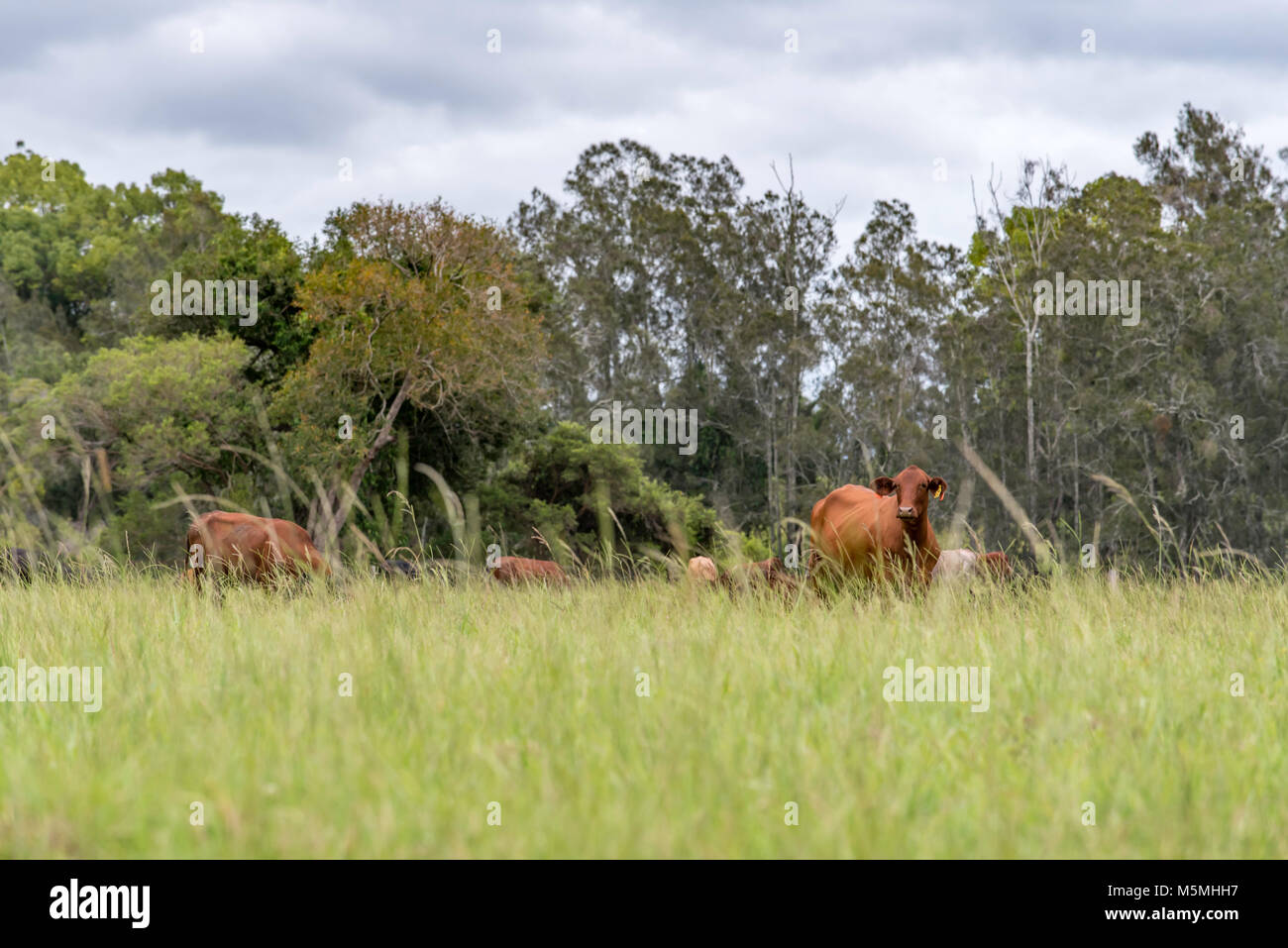 Beef cattle on a farm in northern NSW, Australia Stock Photo - Alamy