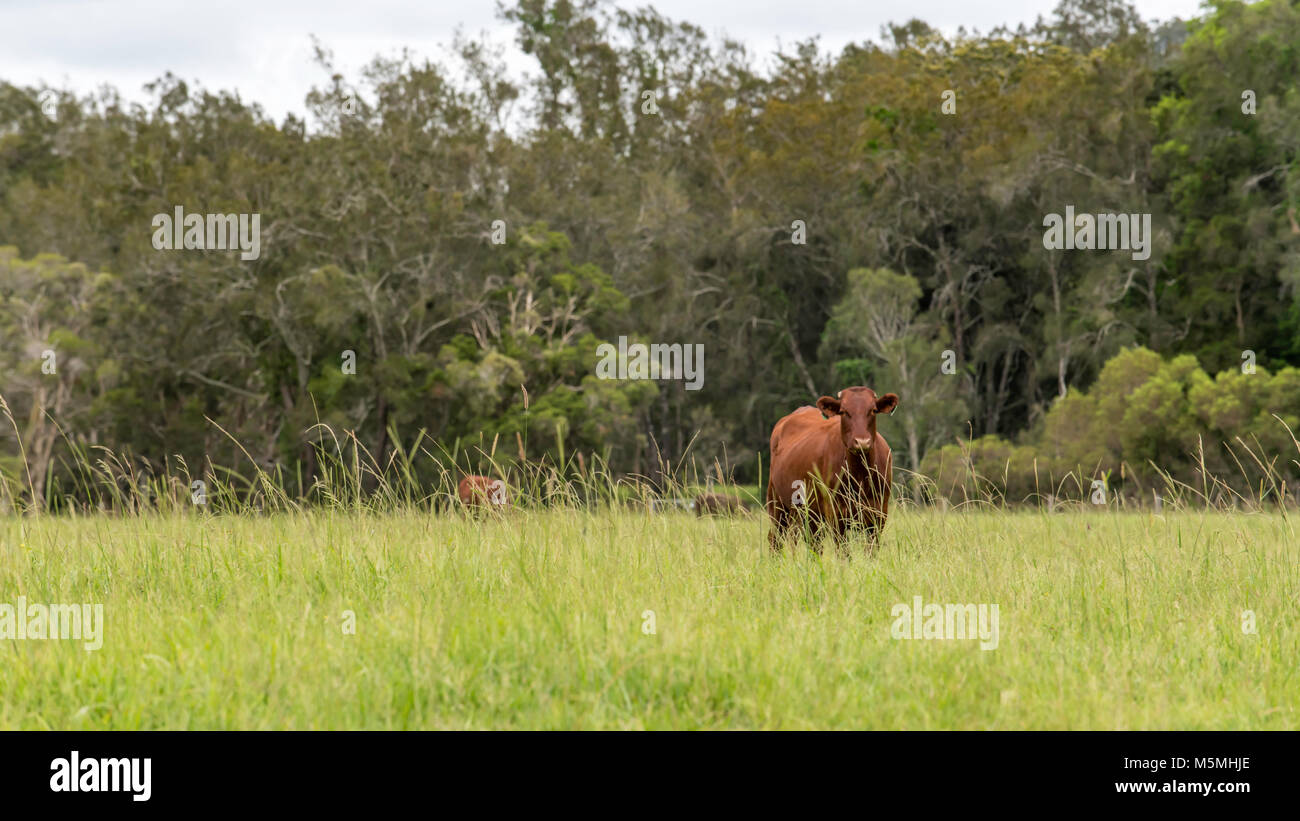 Beef cattle on a farm in northern NSW, Australia Stock Photo - Alamy