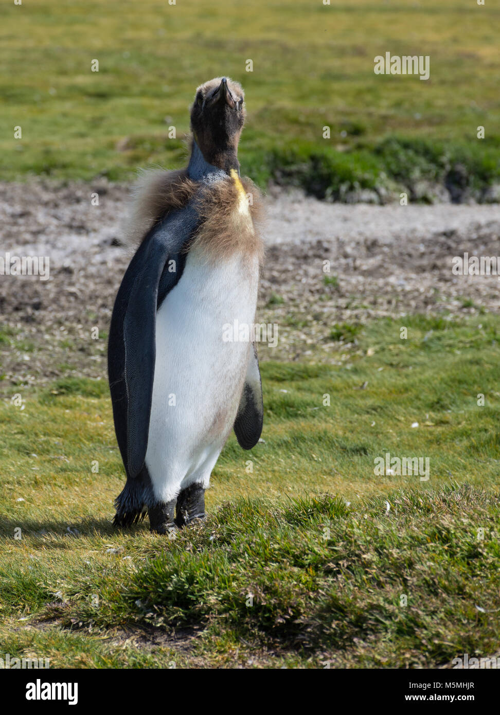 A juvenile king penguin that is losing the last of its brown down to ...