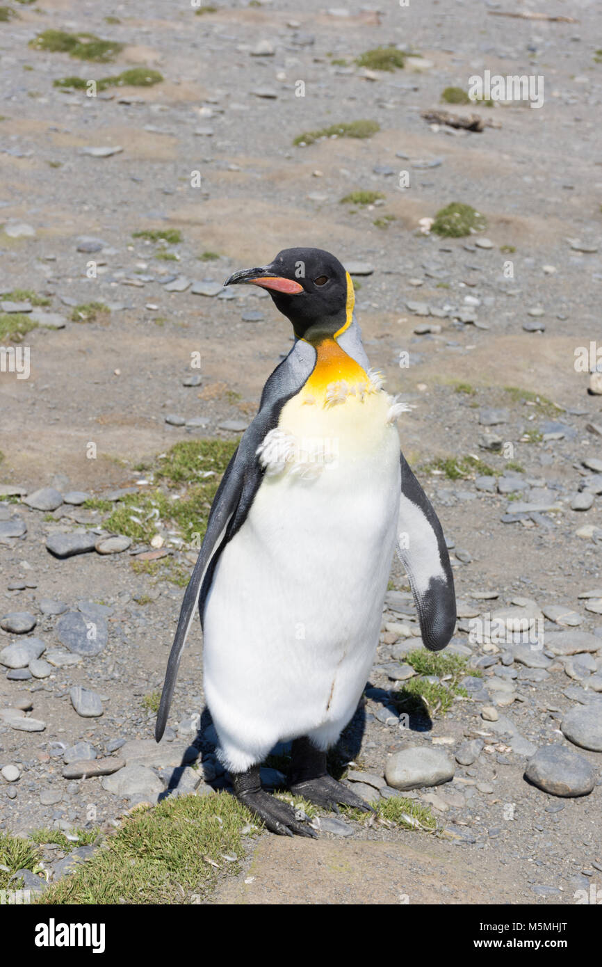 Molting penguin hi-res stock photography and images - Alamy
