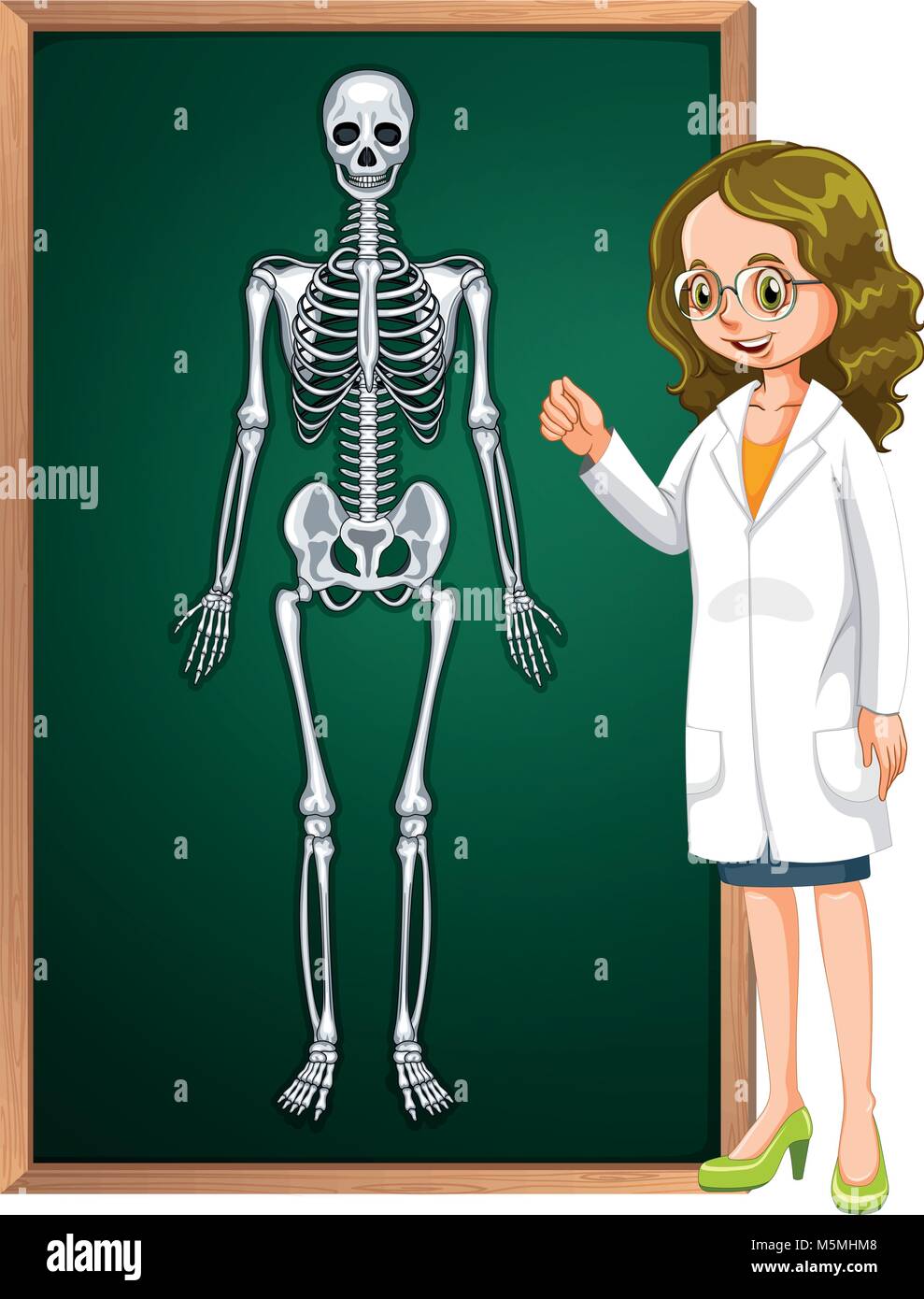 Doctor and human skeleton on board illustration Stock Vector Image ...