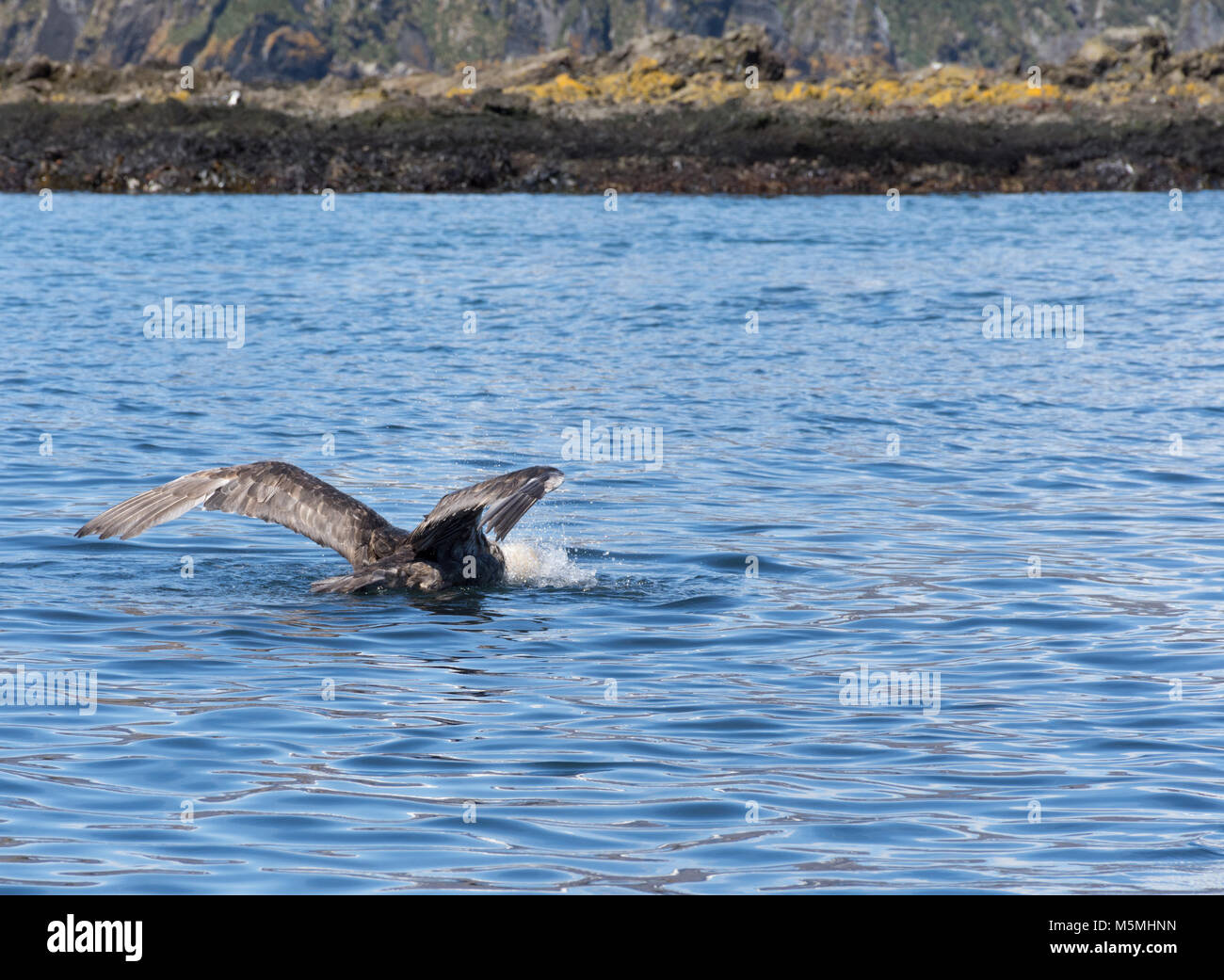 A Northern Giant Petrel bird floating on gray-green water with its ...