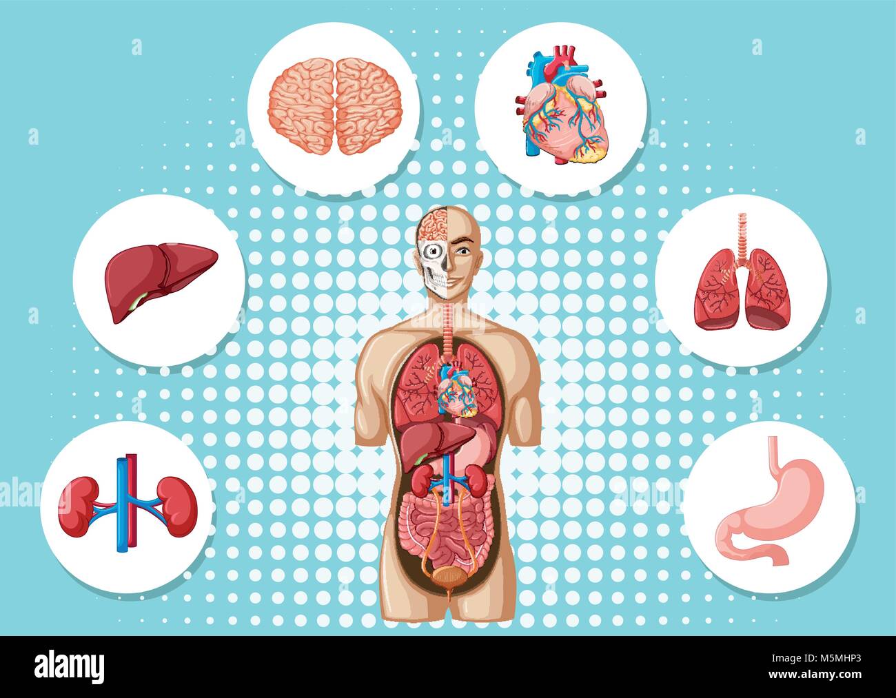 Human anatomy with different organs illustration Stock Vector Image ...