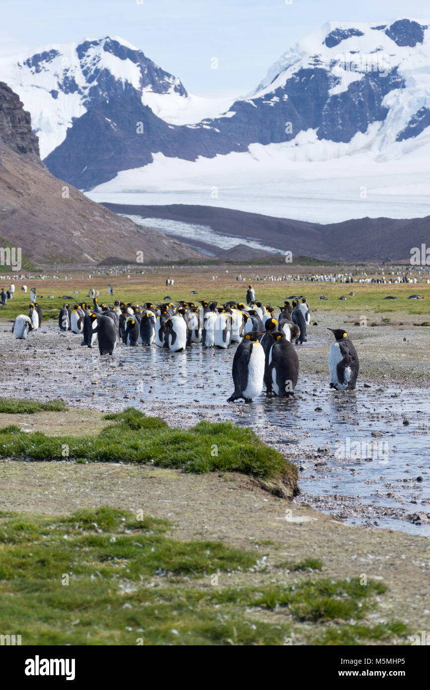 King penguins cooling in a freshwater stream with grass and molted ...