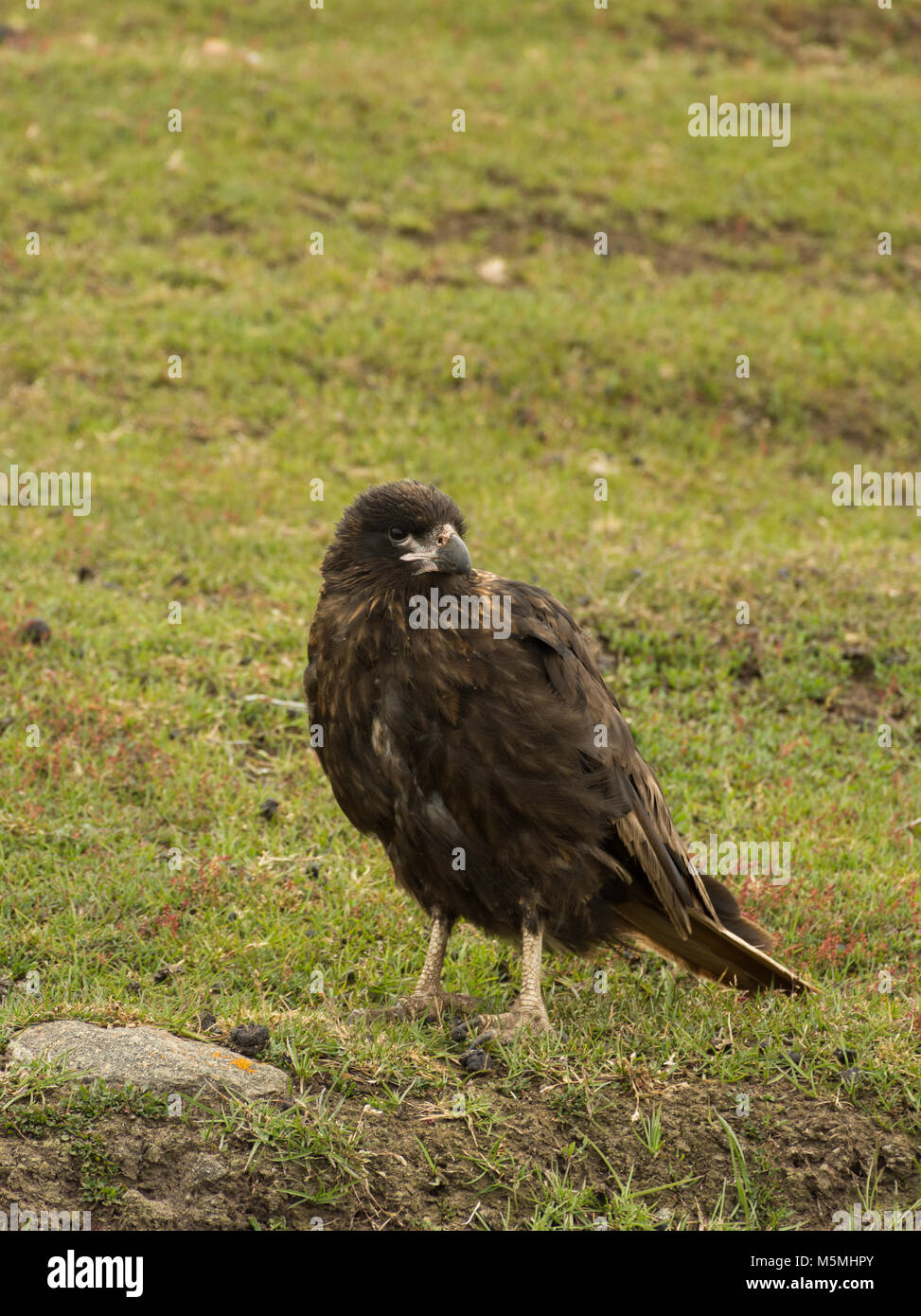 Bird facing camera hi-res stock photography and images - Alamy