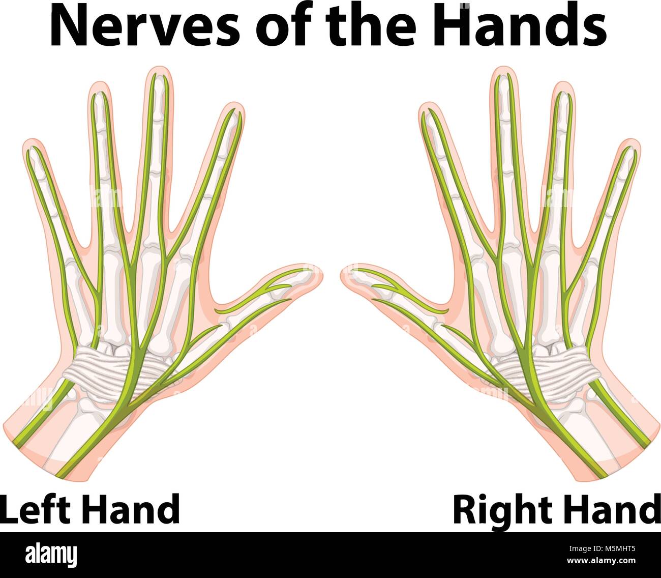 Diagram showing nerves of the hands illustration Stock Vector Image ...