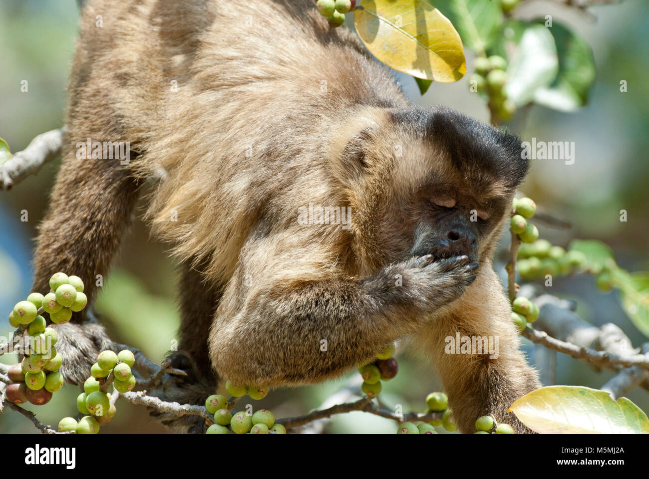 Capuchin feeding on palm fruit hi-res stock photography and images - Alamy