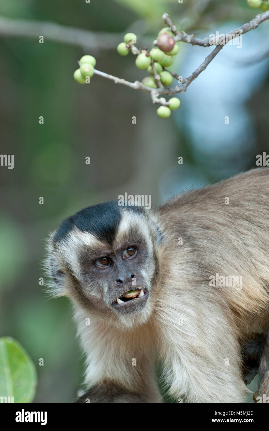 Black-striped (aka bearded) capuchin feeding on palm nuts and scowling ...