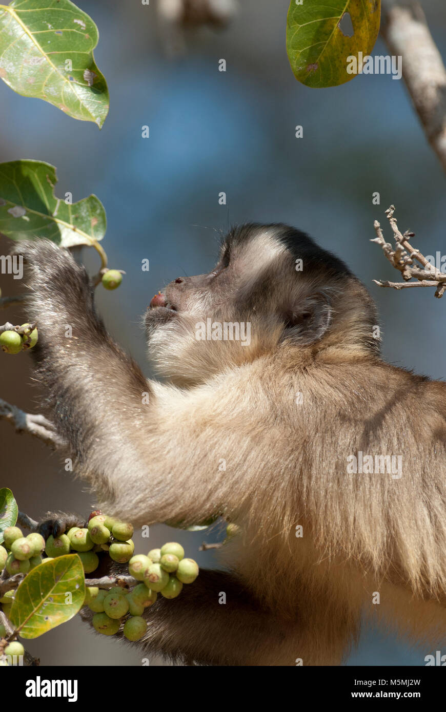 Black-striped (aka bearded) capuchin feeding on palm nuts Stock Photo ...
