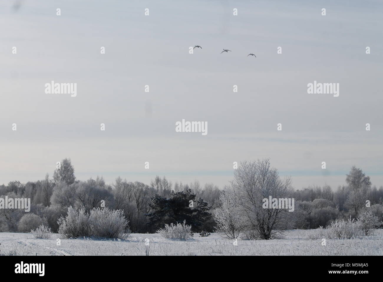beautiful landscape river bank in cold winter day covered shine snow ...