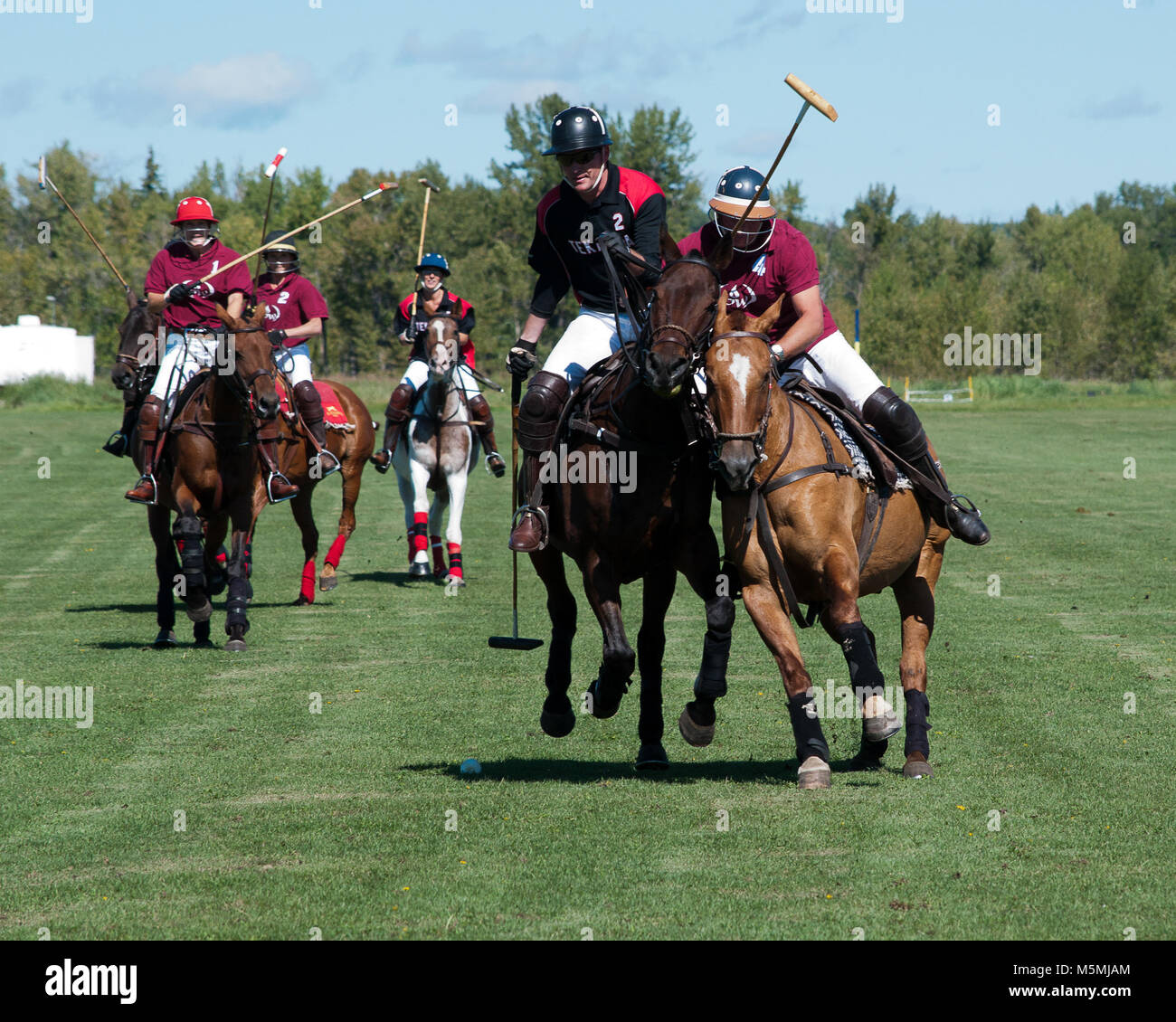 Amateur Polo Players in Tournament Play at the Black Diamond Polo Club ...