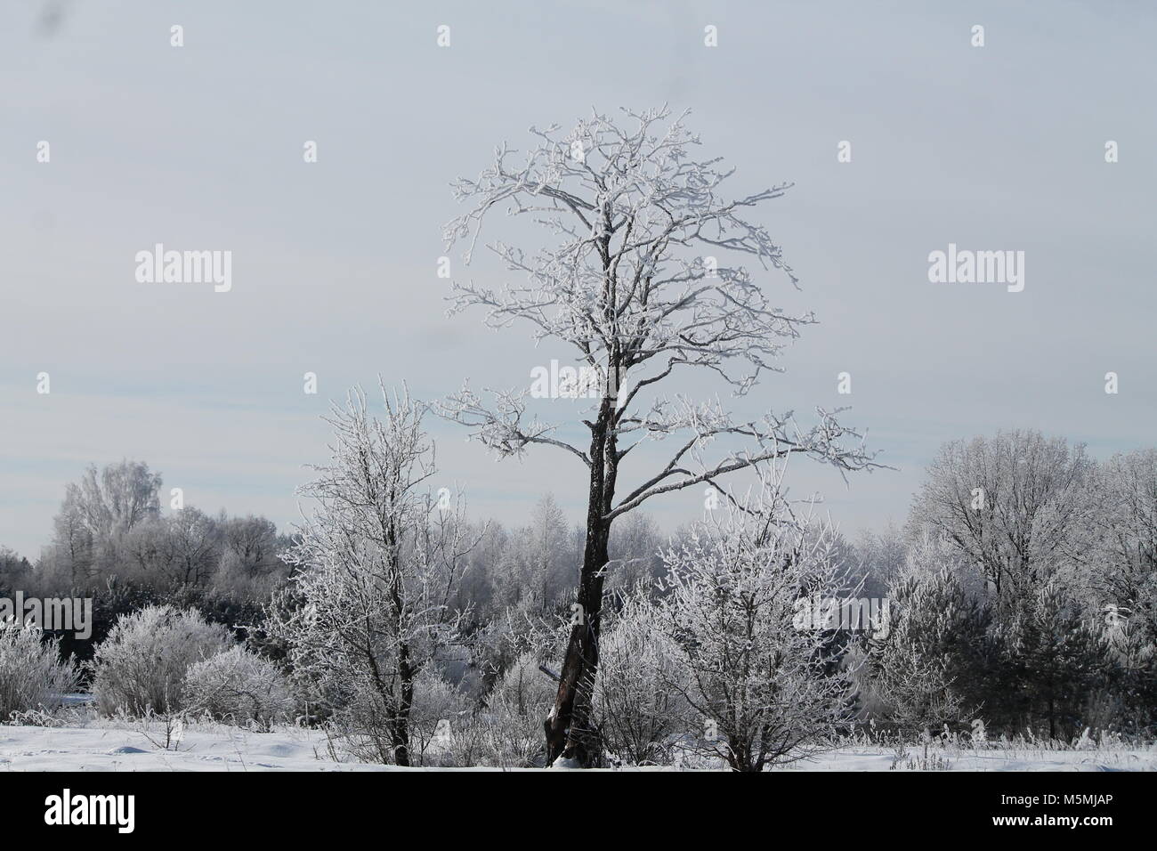 beautiful landscape river bank in cold winter day covered shine snow ...