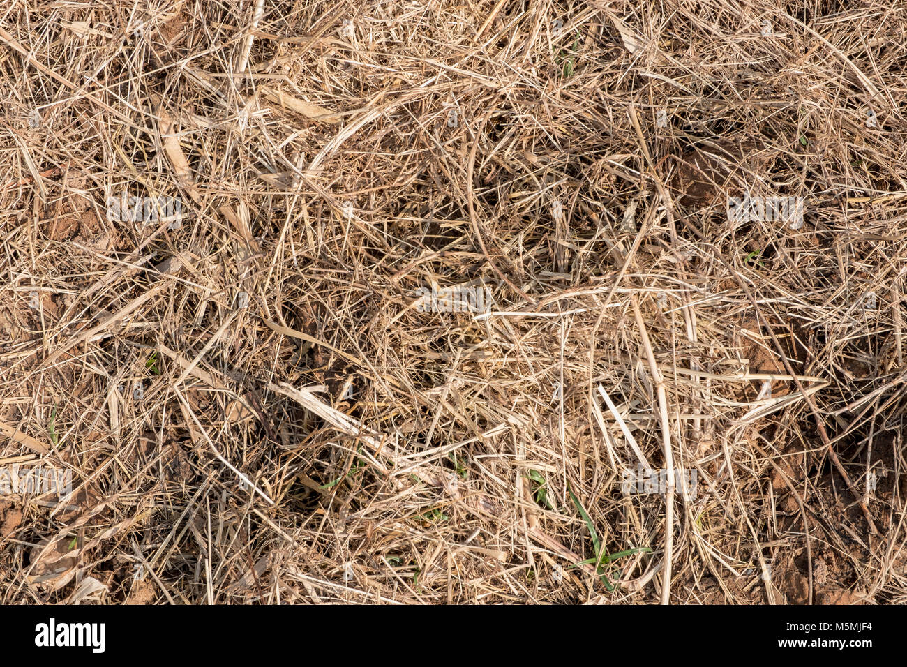 Ground straw texture hi-res stock photography and images - Alamy
