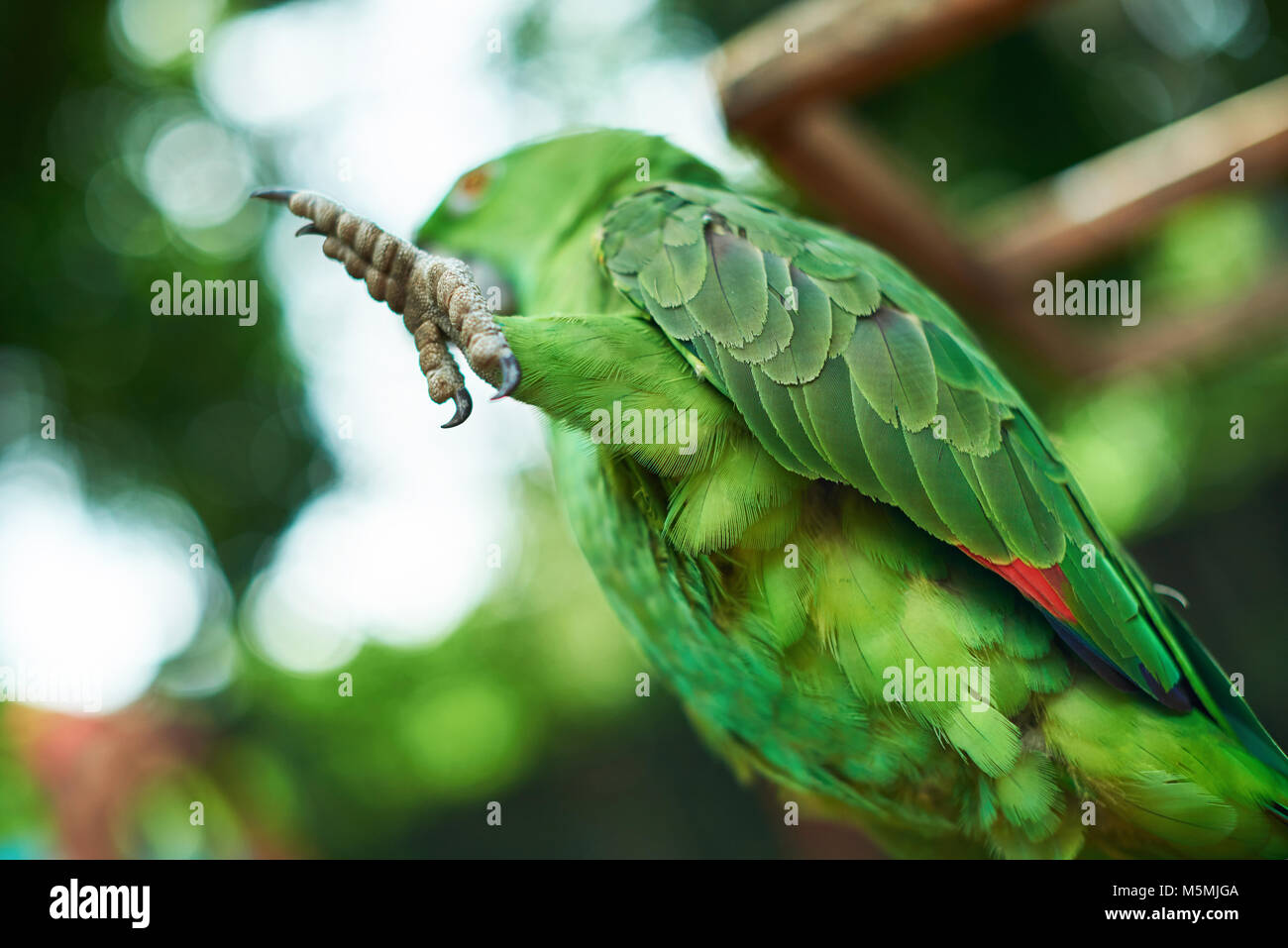 Close-up of parrot paw on blurred background Stock Photo - Alamy