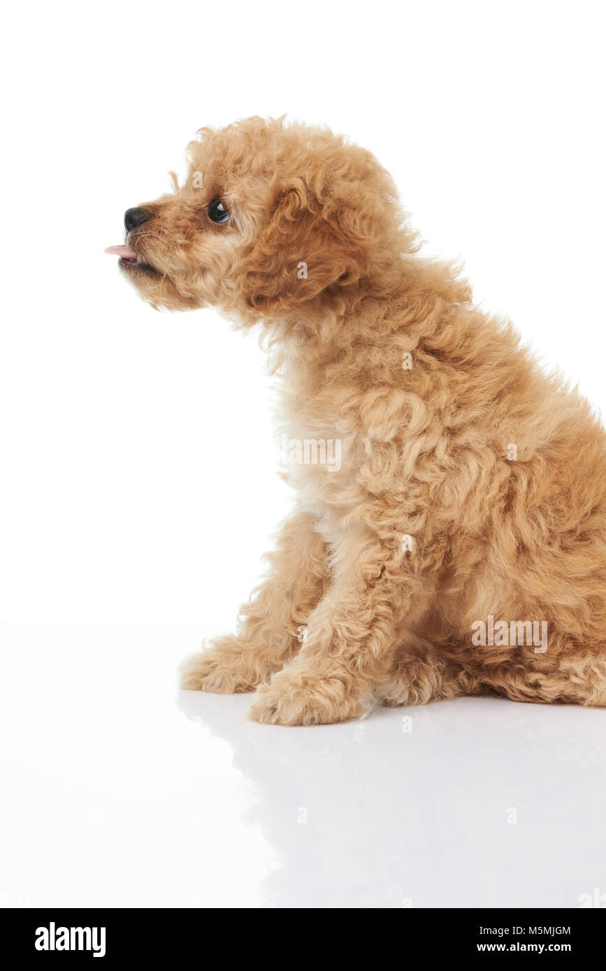 Profile portrait of puppy poodle dog isolated on white background Stock ...